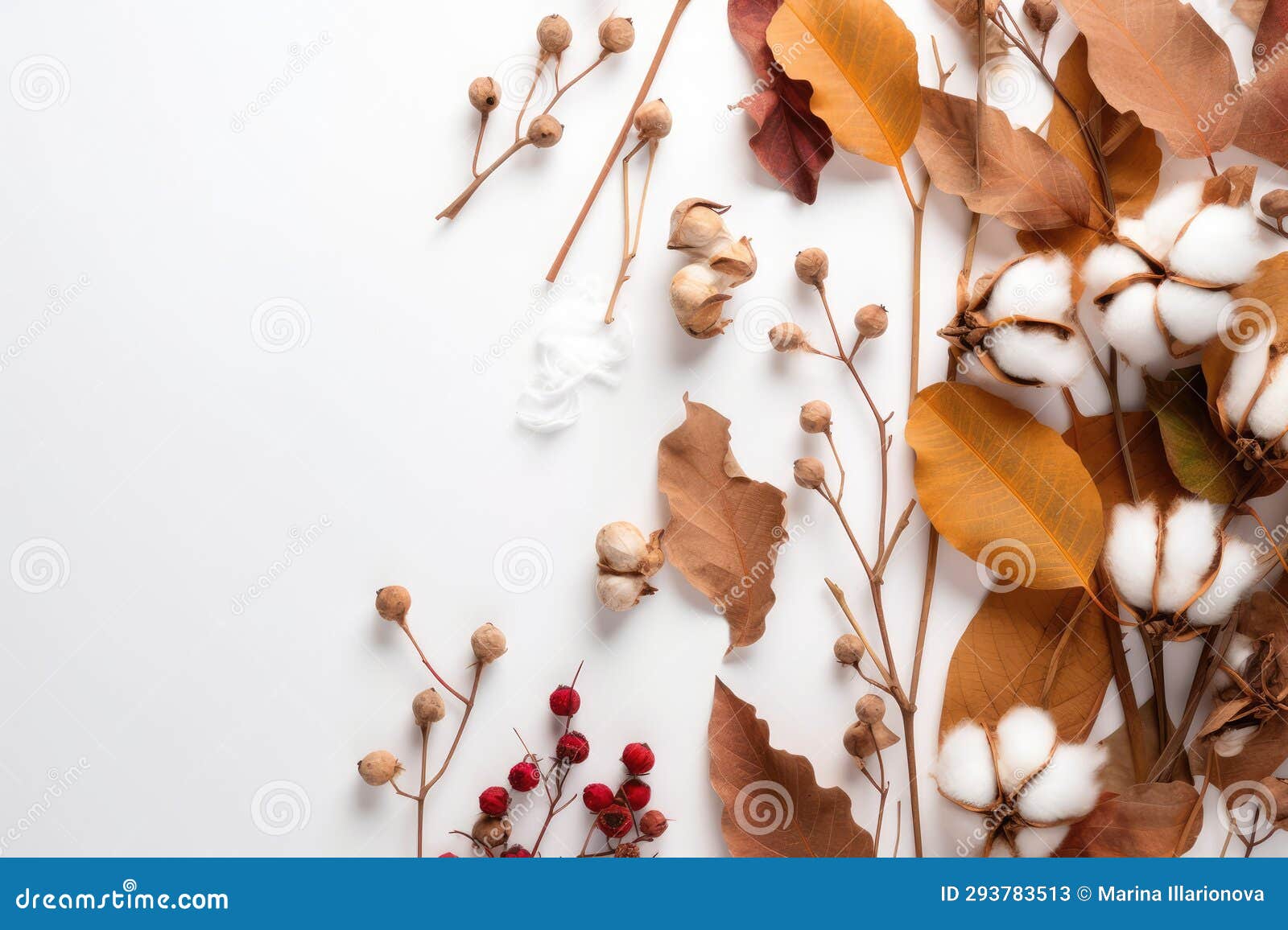 Cotton Sprig on White Background. Generative AI Stock Image - Image of ...