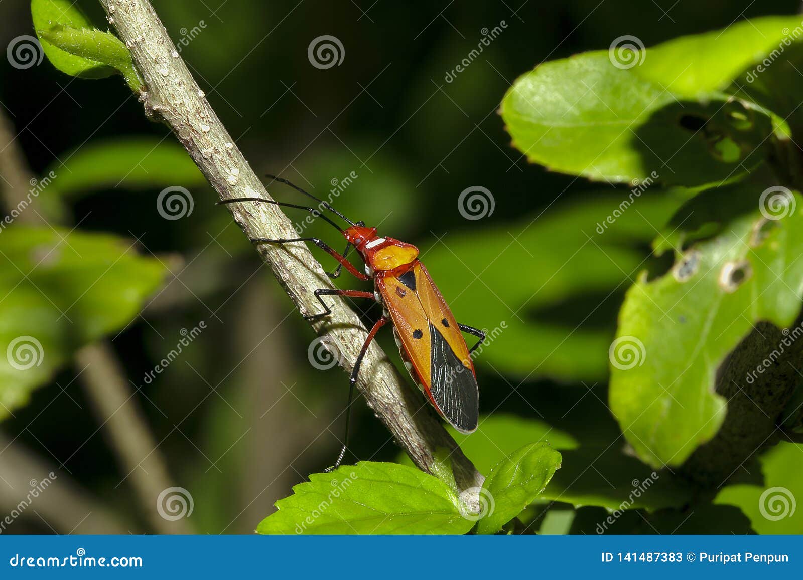 Cotton Stainer on Branches is Considered an Important Insect Stock ...