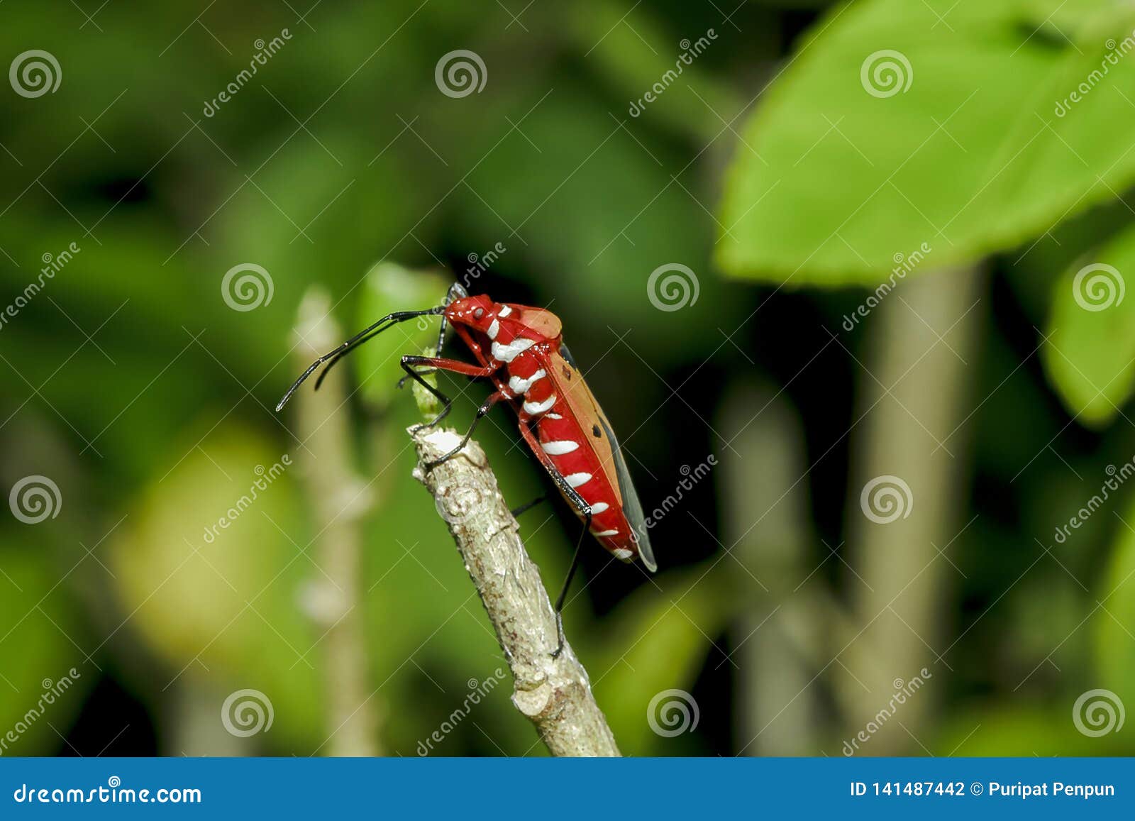 Cotton Stainer on Branches is Considered an Important Insect Stock ...
