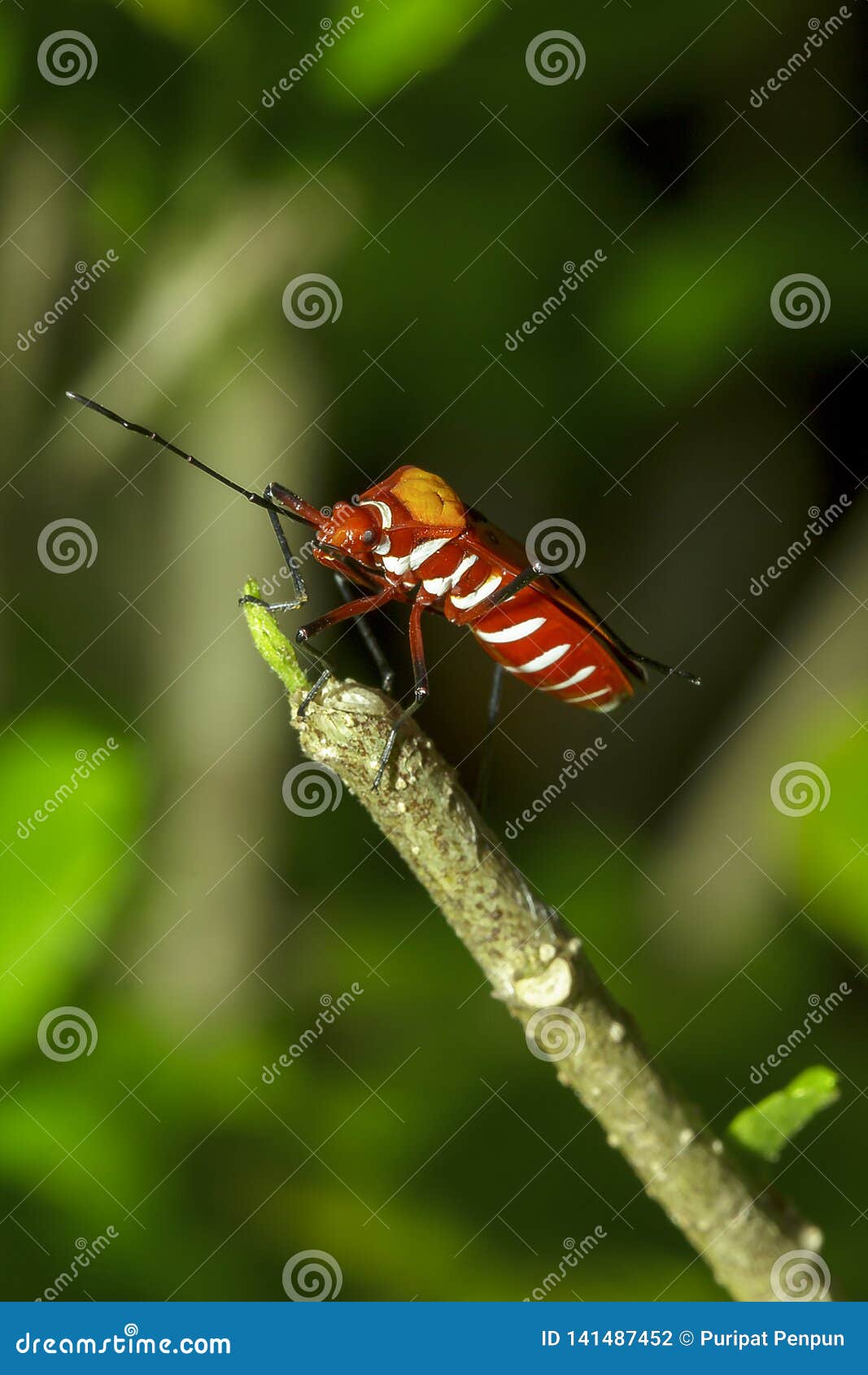 Cotton Stainer on Branches is Considered an Important Insect Stock ...