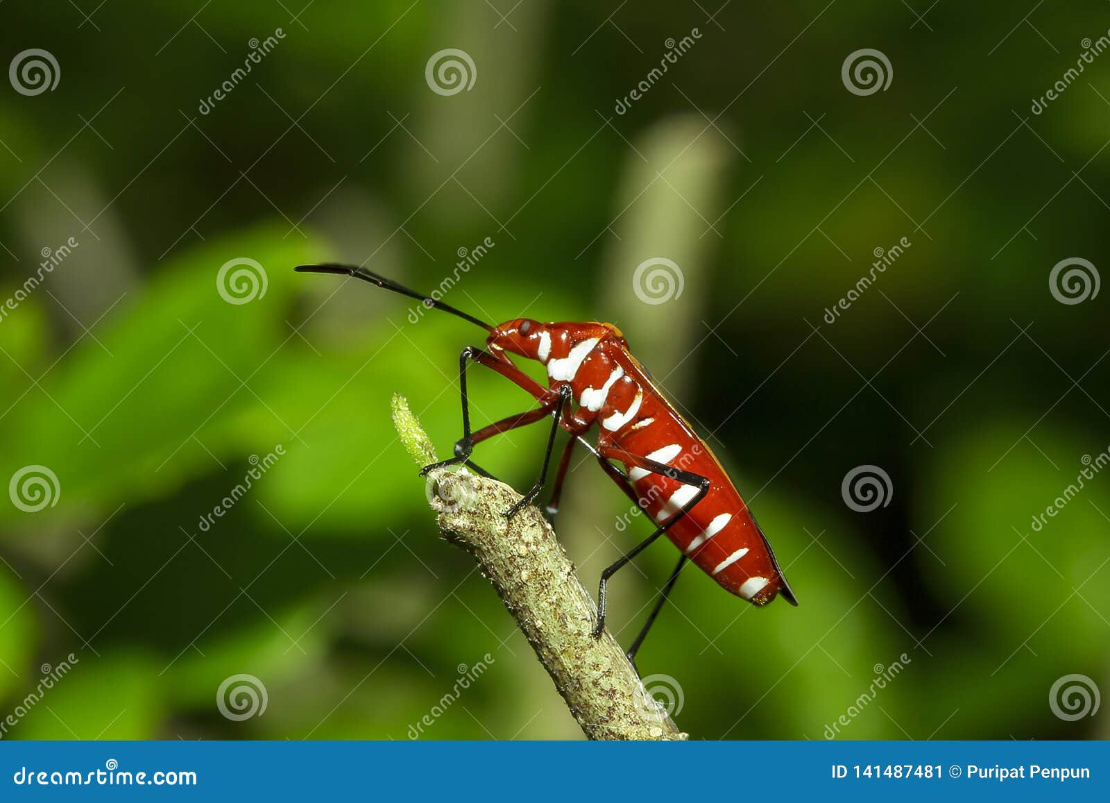 Cotton Stainer on Branches is Considered an Important Insect Stock ...