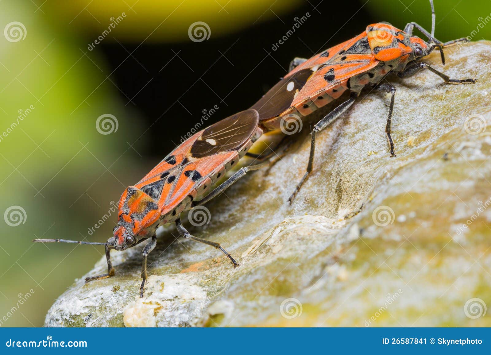 Cotton Stainer Bug stock image. Image of colourful, dysdercus - 26587841