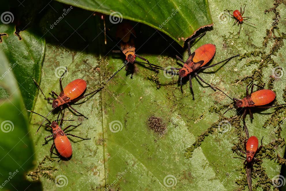 Cotton Stainer stock image. Image of nymph, pesticide - 92687309