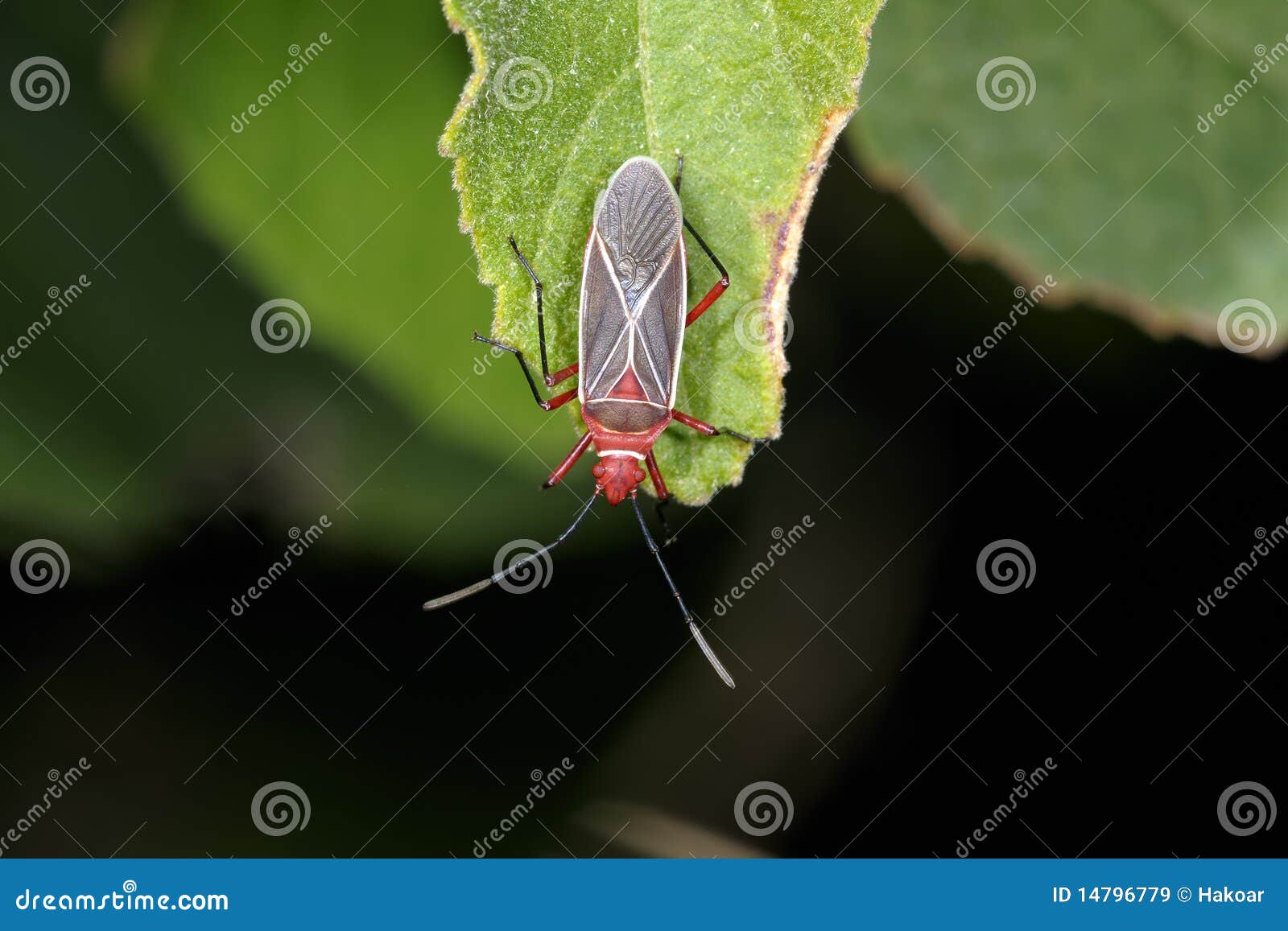 Cotton Stainer, Dysdercus Saturellus Stock Image - Image of fauna, cute ...