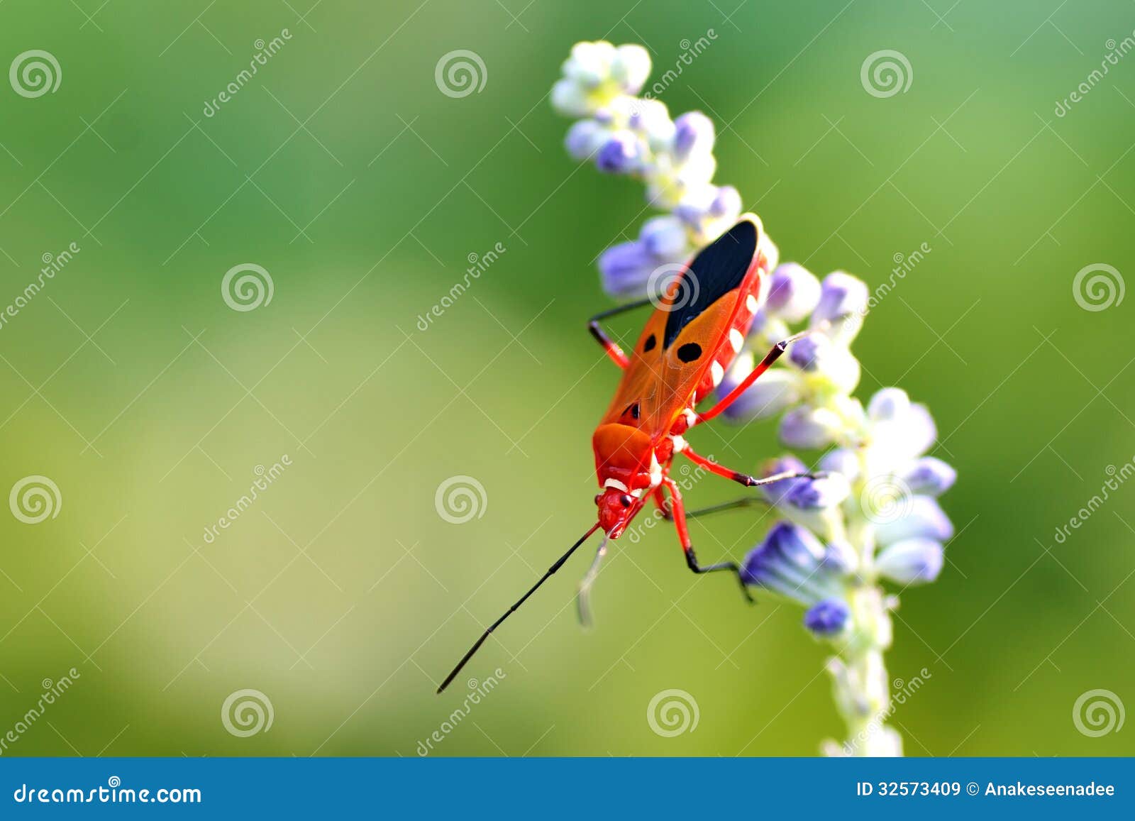Cotton stainer stock image. Image of leaf, unusual, black - 32573409