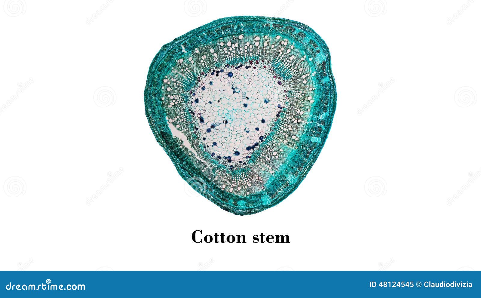 Cotton stem micrograph stock image. Image of slides, photomicrograph ...