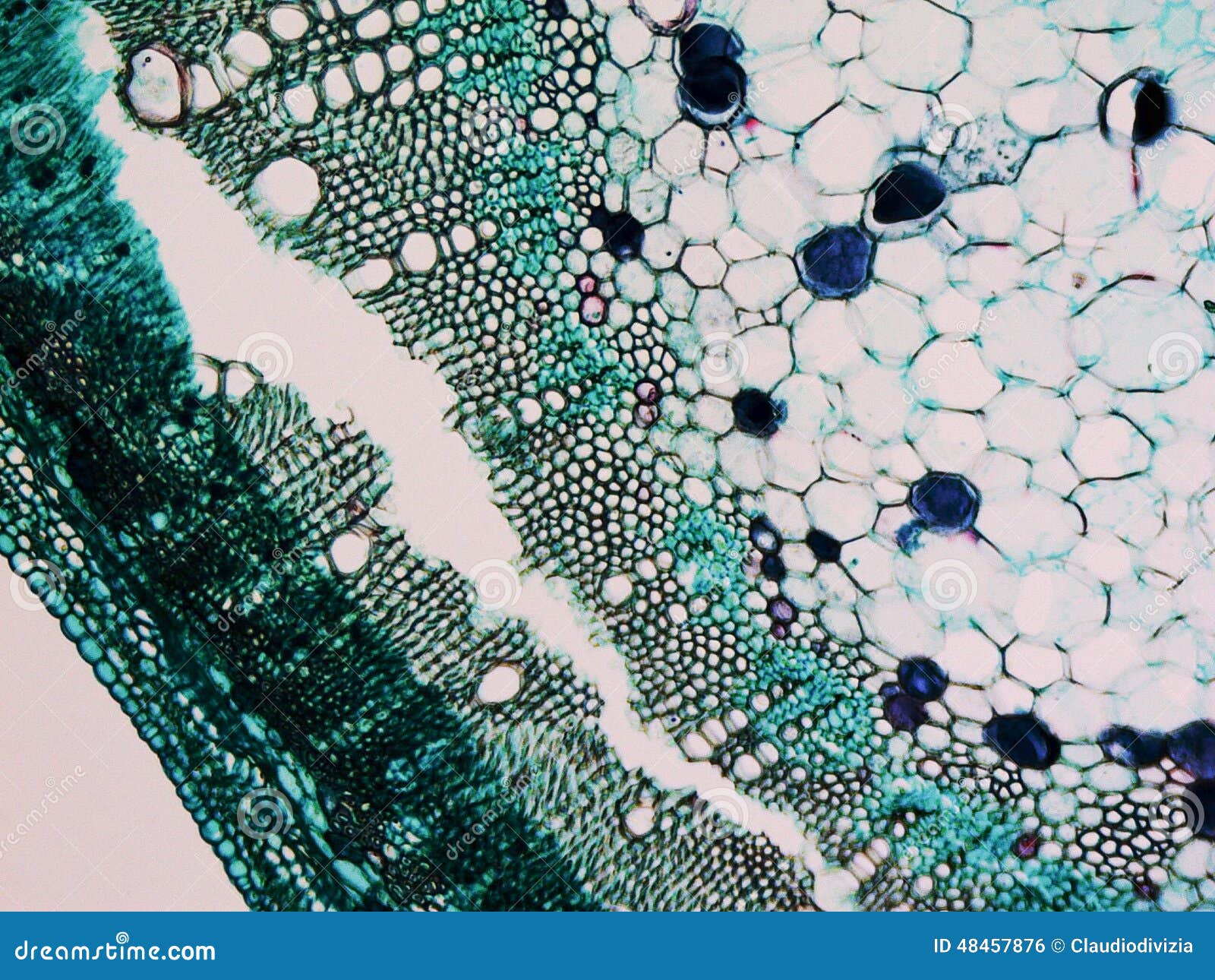 Cotton stem micrograph stock photo. Image of cell, nature - 48457876