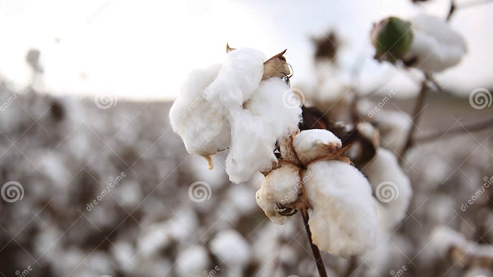 Cotton stock photo. Image of cotton, crop, fall, bulbs - 45397444