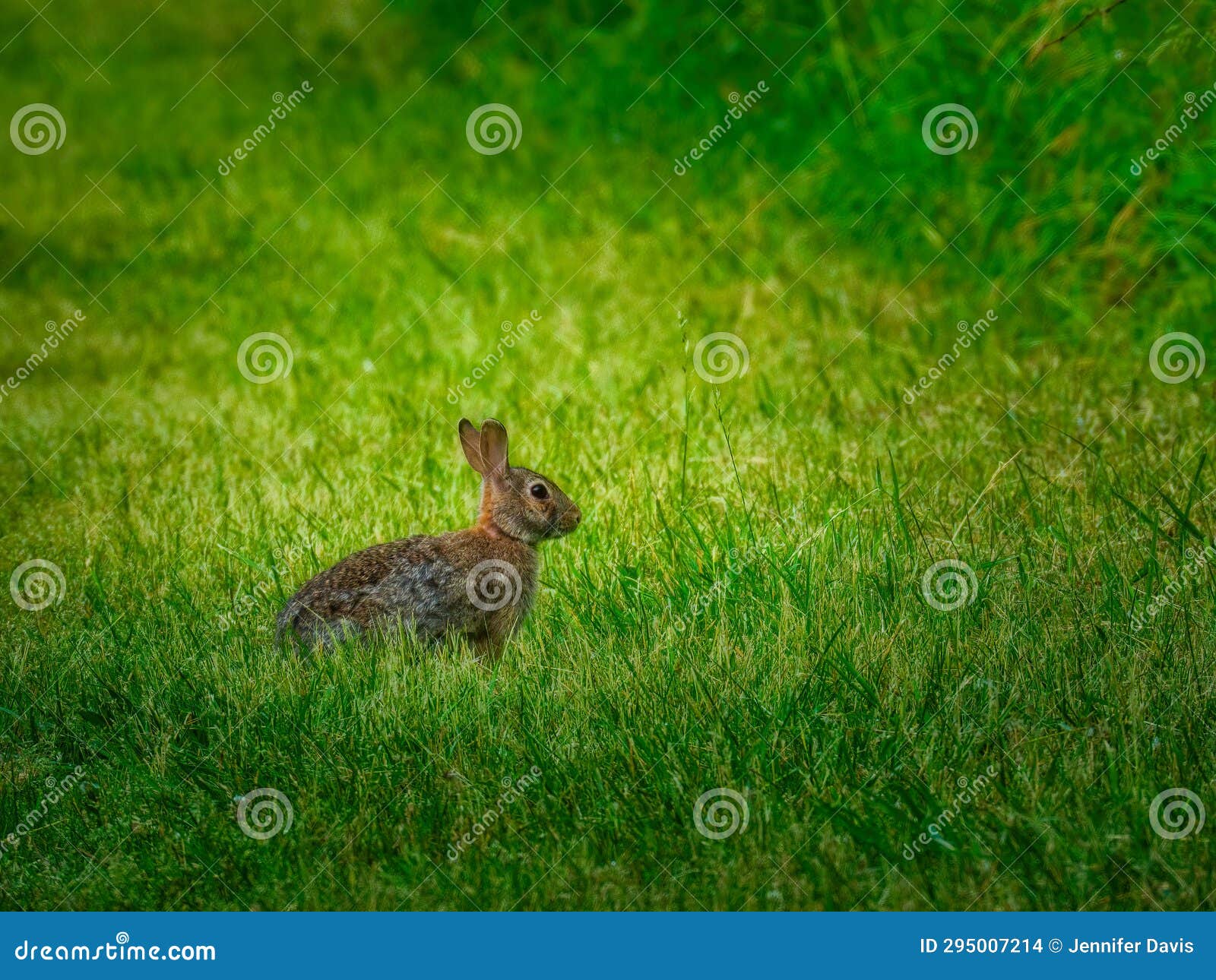 Cotton-tail Bunny Rabbit in the Grass in the Sunshine Stock Photo ...