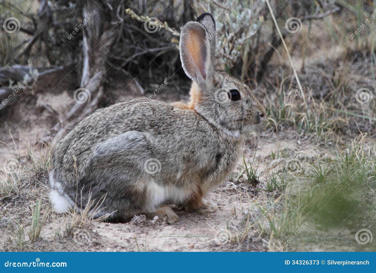 Cotton Tail Rabbit in Sage Brush Stock Image - Image of rabbit, mammals ...