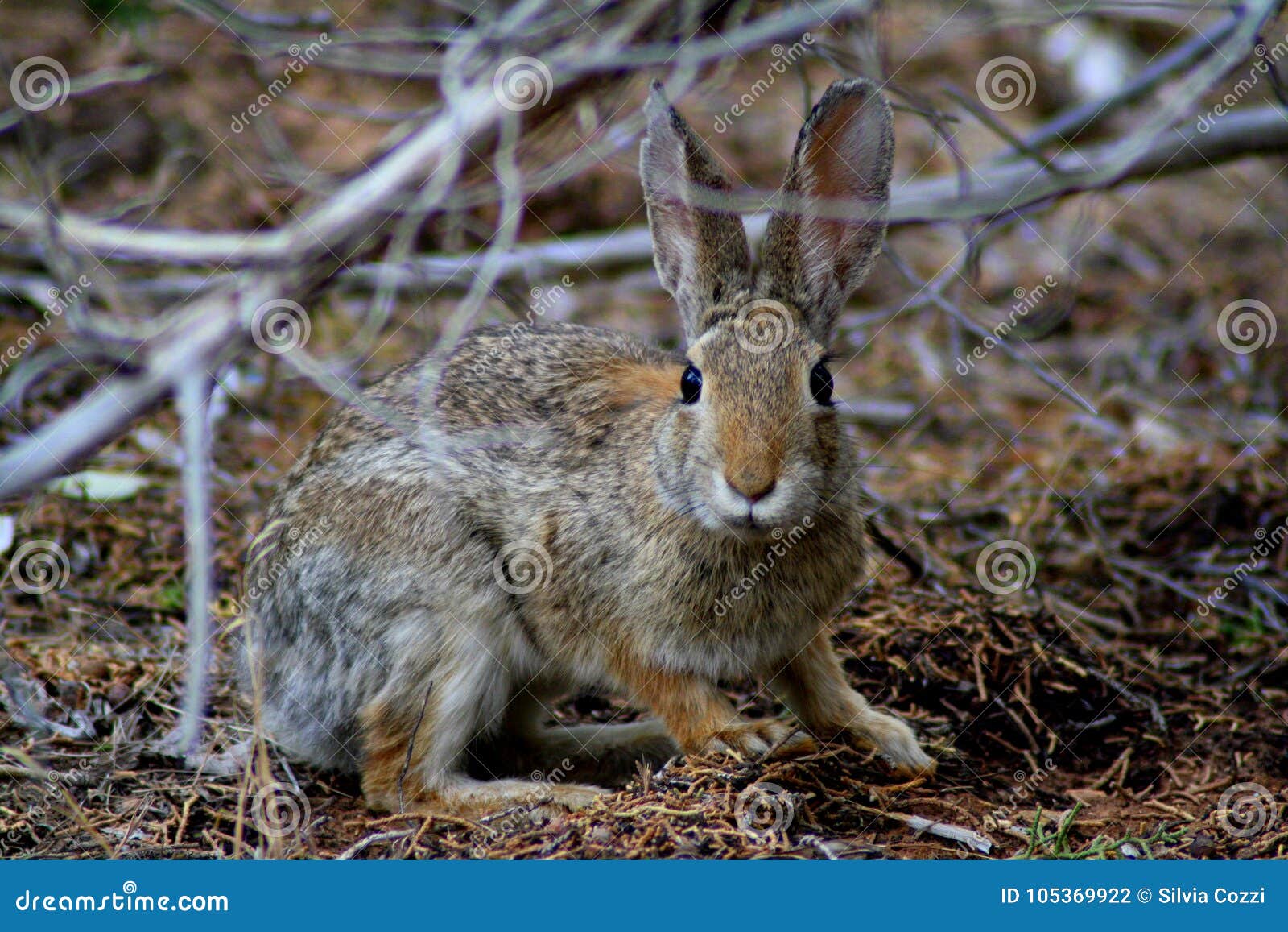 Cotton Tail Rabbit Portrait Stock Photo - Image of montana, wild: 105369922