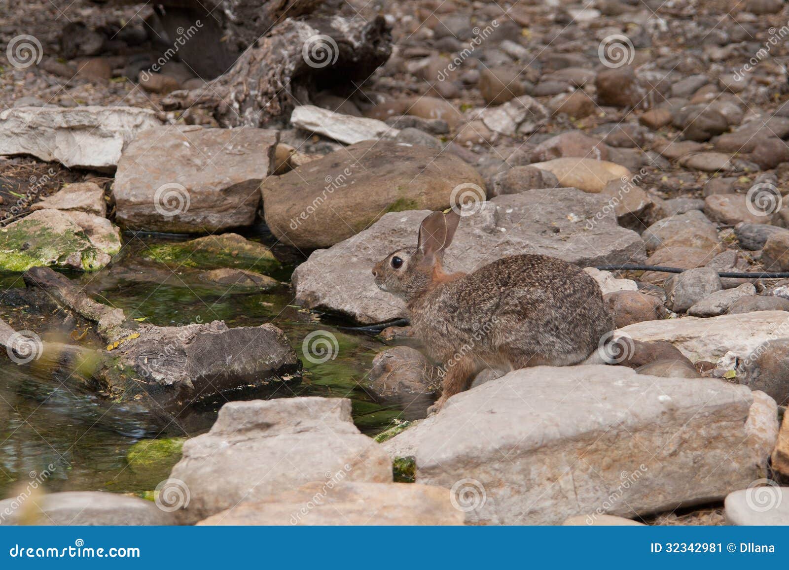 Cotton tail rabbit stock image. Image of mammal, tail - 32342981