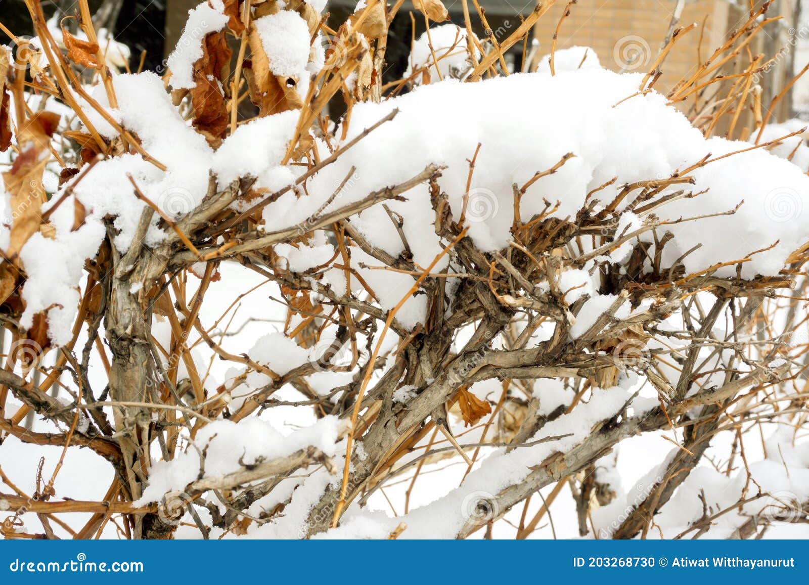 Cotton and Thick Snow on Tree Branch. Stock Photo - Image of frosty ...