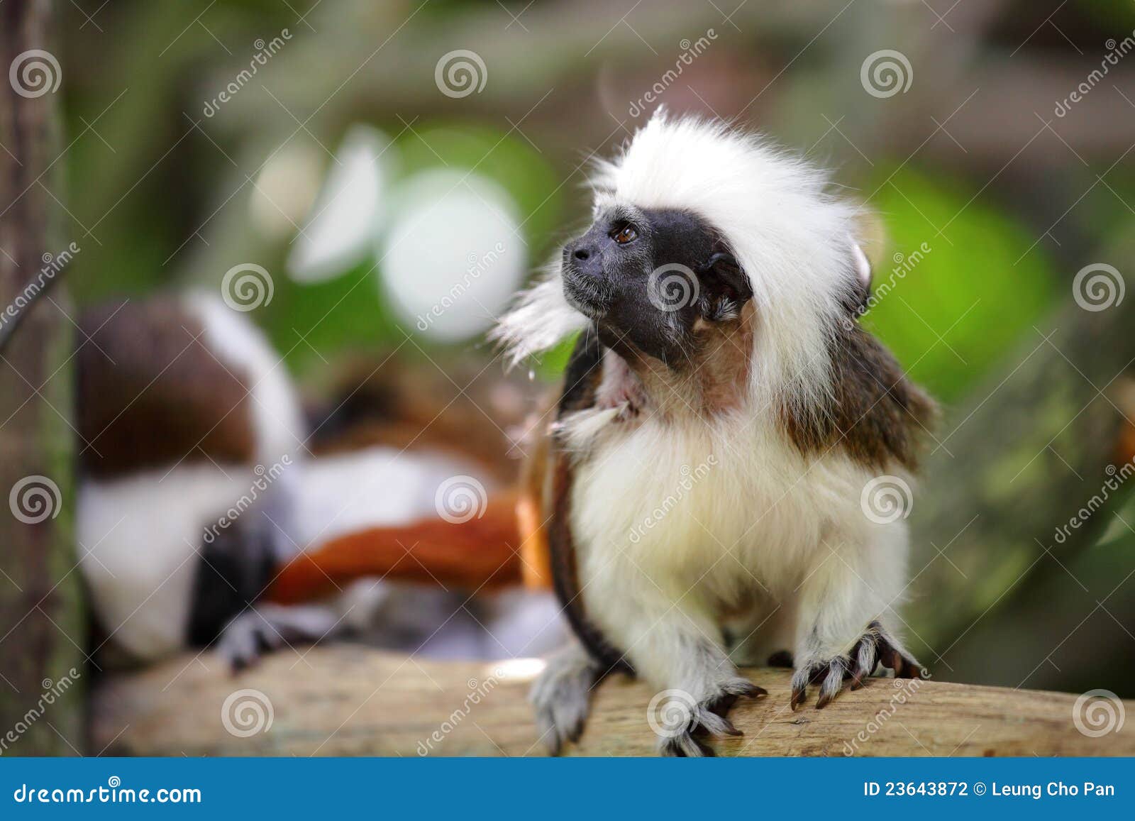 Cotton top monkey stock photo. Image of wild, thinking - 23643872