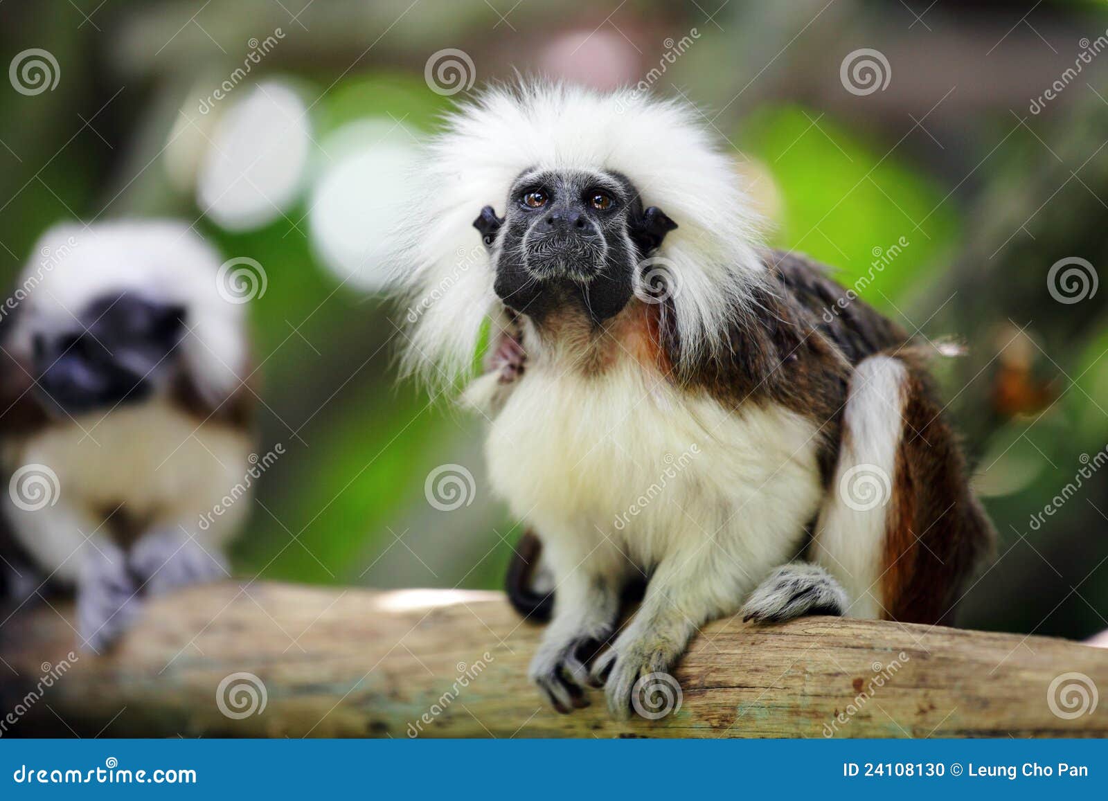 Cotton top monkey stock photo. Image of mammal, young - 24108130