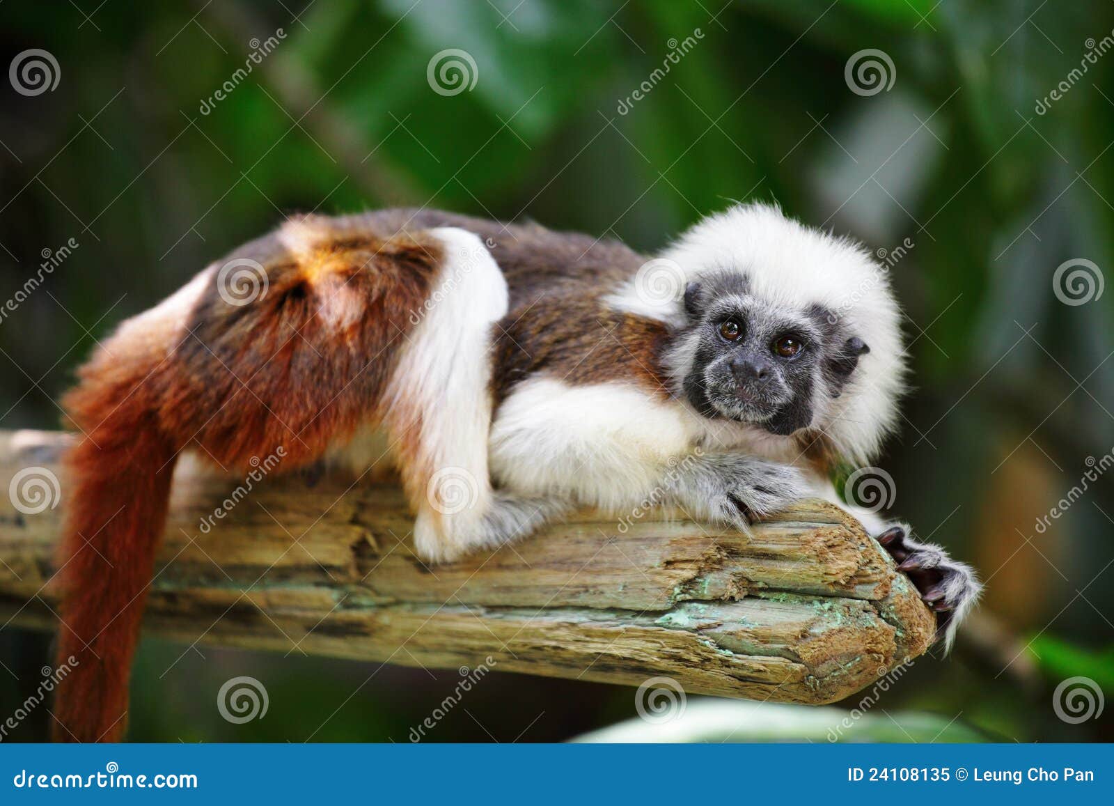 Cotton top monkey stock image. Image of animal, monkey - 24108135