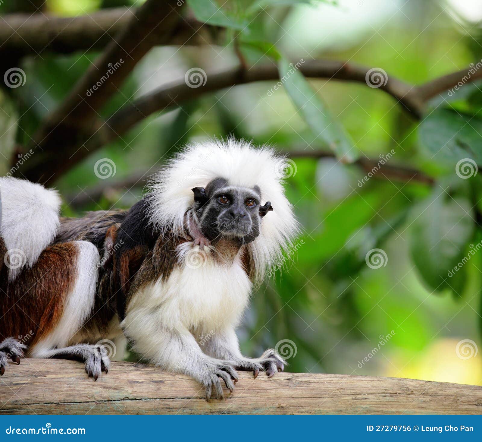 Cotton top monkey stock photo. Image of mammal, brown - 27279756
