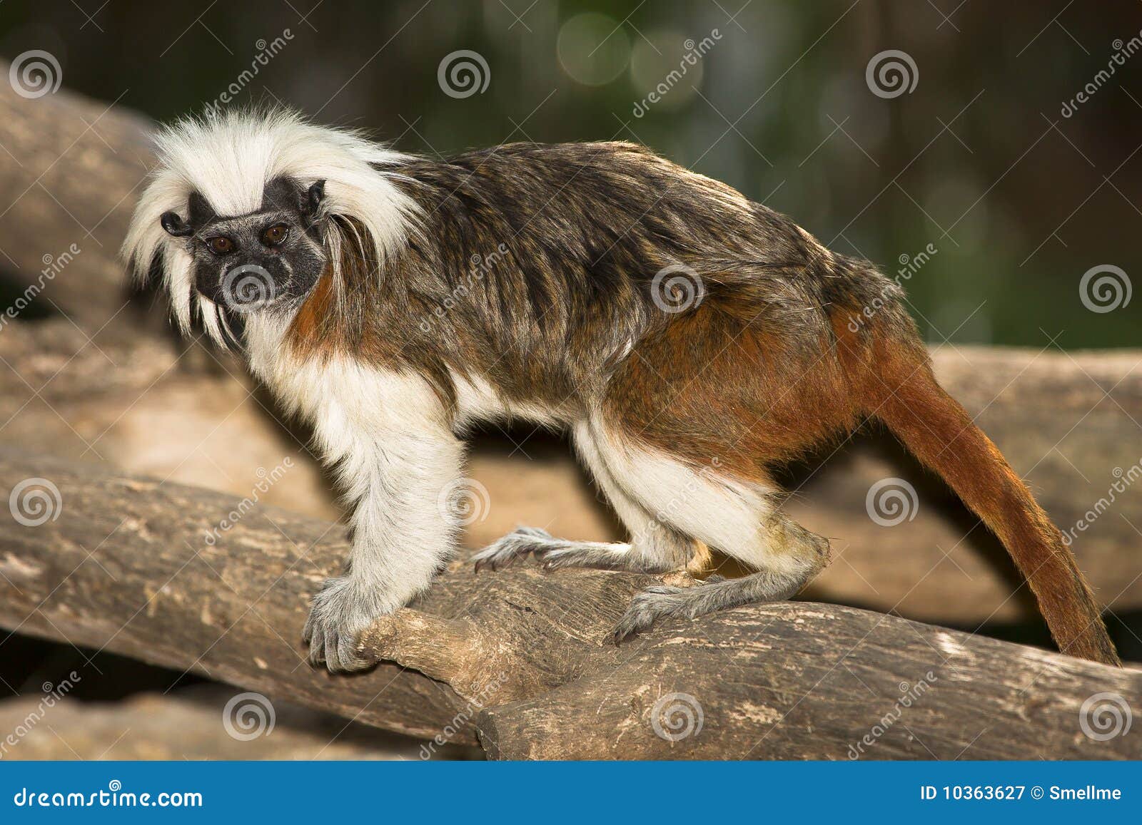 Cotton top Tamarin stock image. Image of eyes, tamarin - 10363627