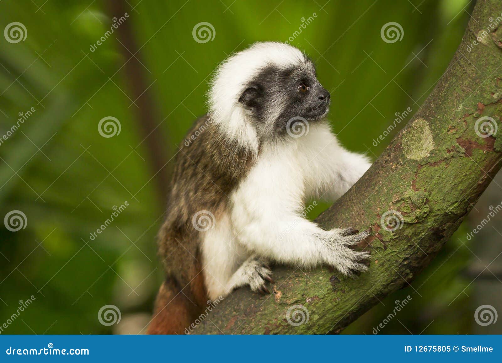 Cotton top Tamarin stock image. Image of colombia, agile - 12675805