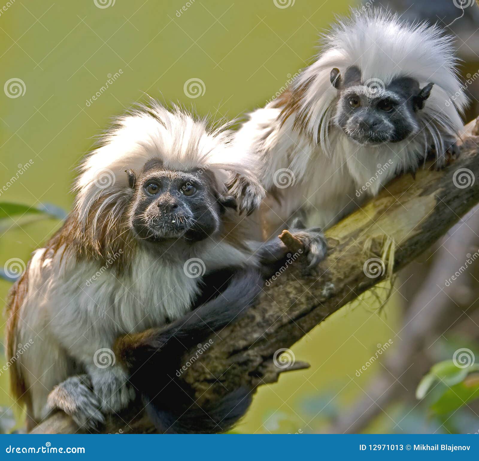 Cotton-top tamarin 3 stock image. Image of cotton, forest - 12971013