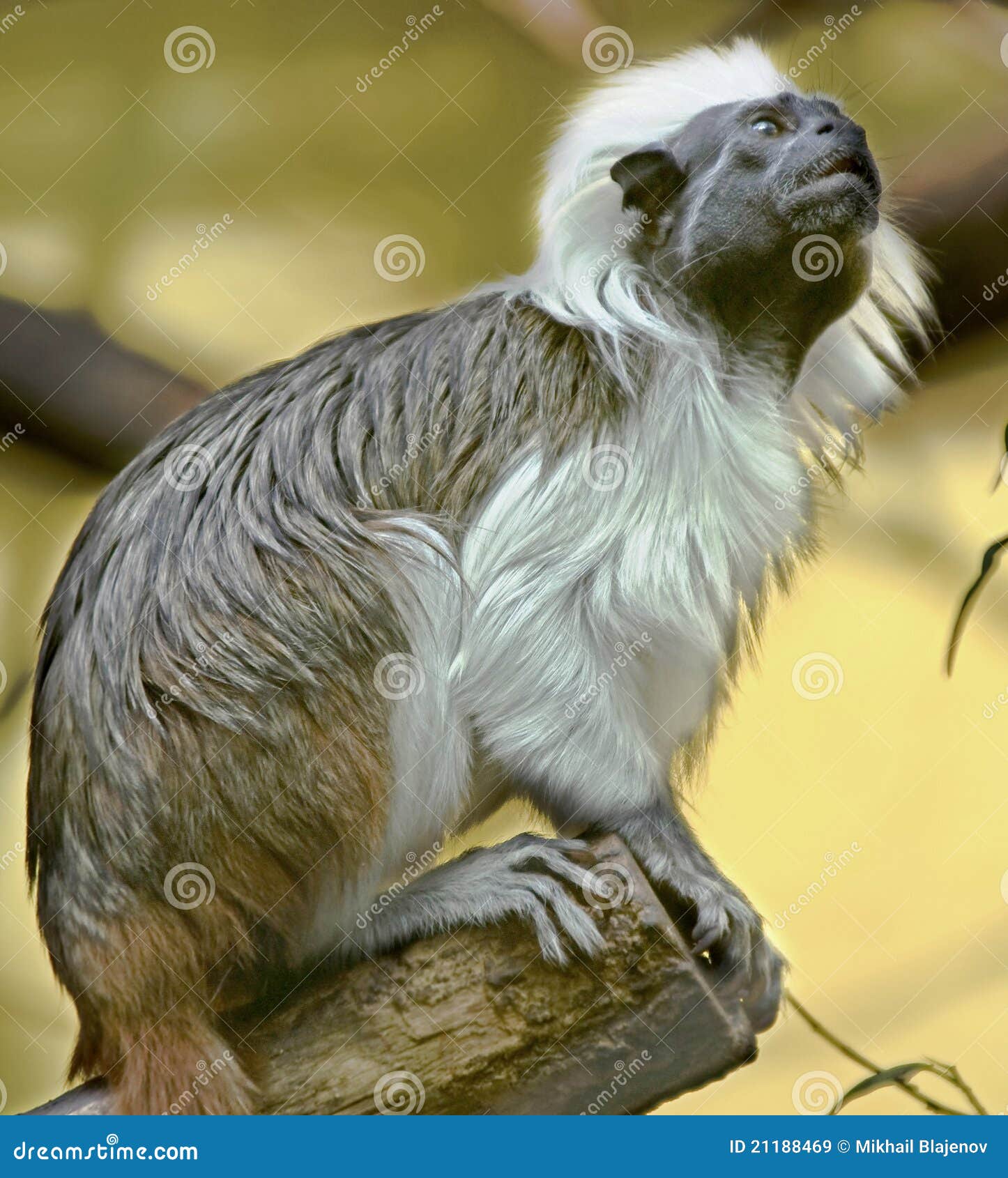 Cotton-top Tamarin 4 stock image. Image of nimble, monkey - 21188469