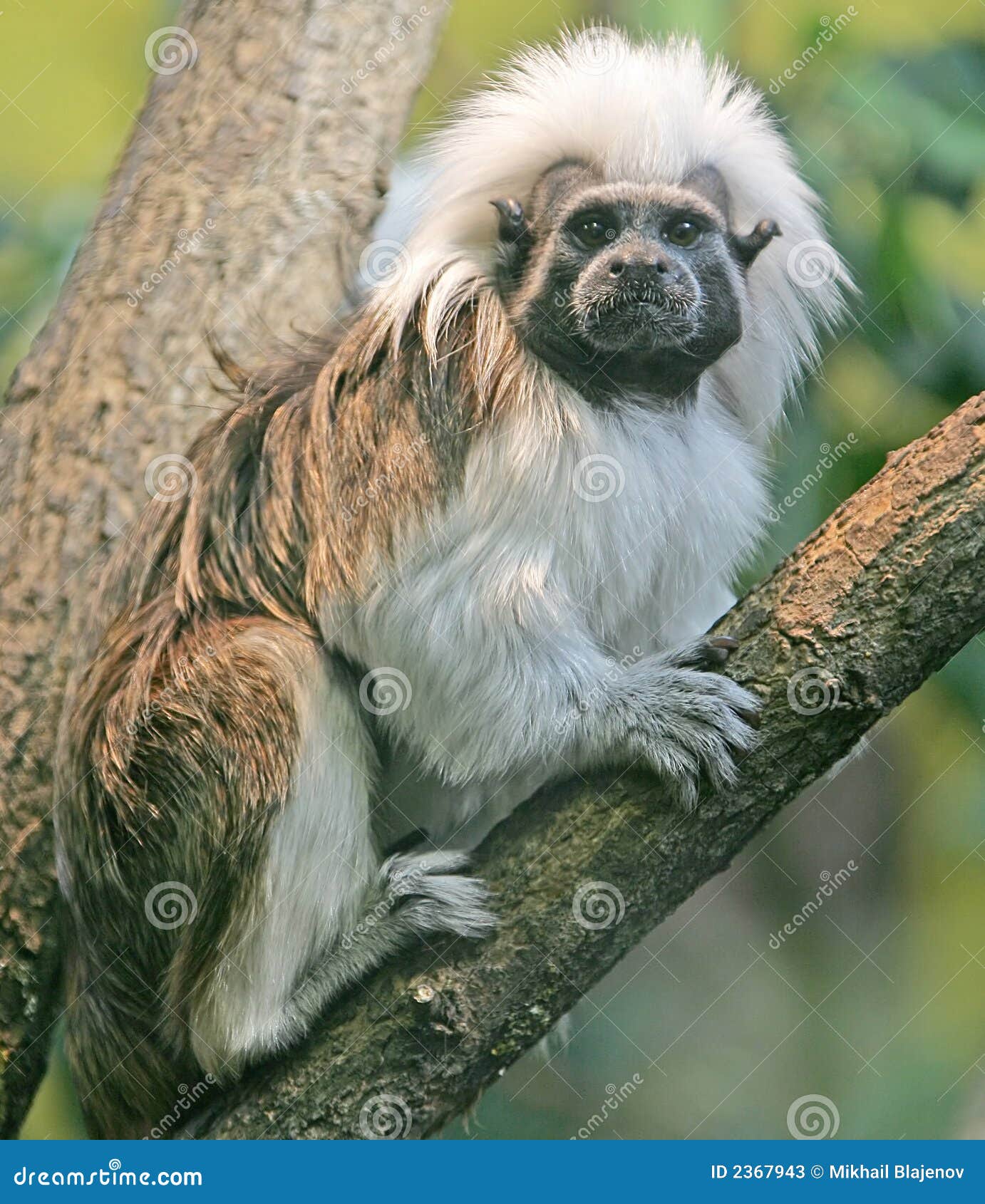 Cotton-top Tamarin 5 stock image. Image of jump, tropical - 2367943