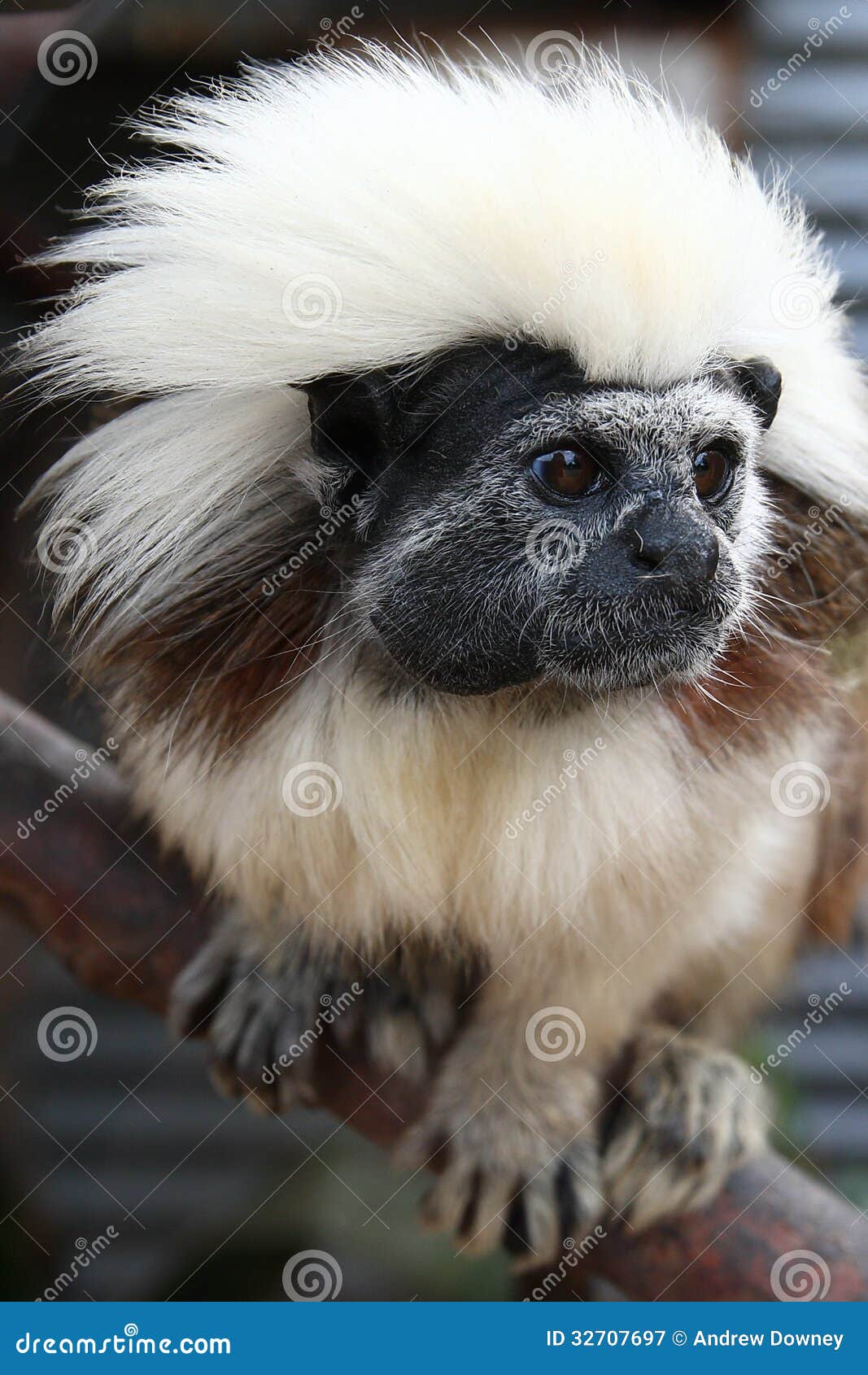 Cotton-top Tamarin stock image. Image of eyes, fluff - 32707697