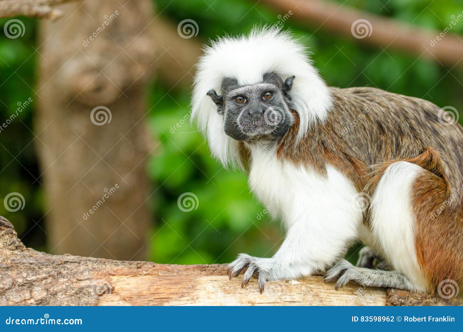 Cotton-Top Tamarin stock photo. Image of world, monkey - 83598962