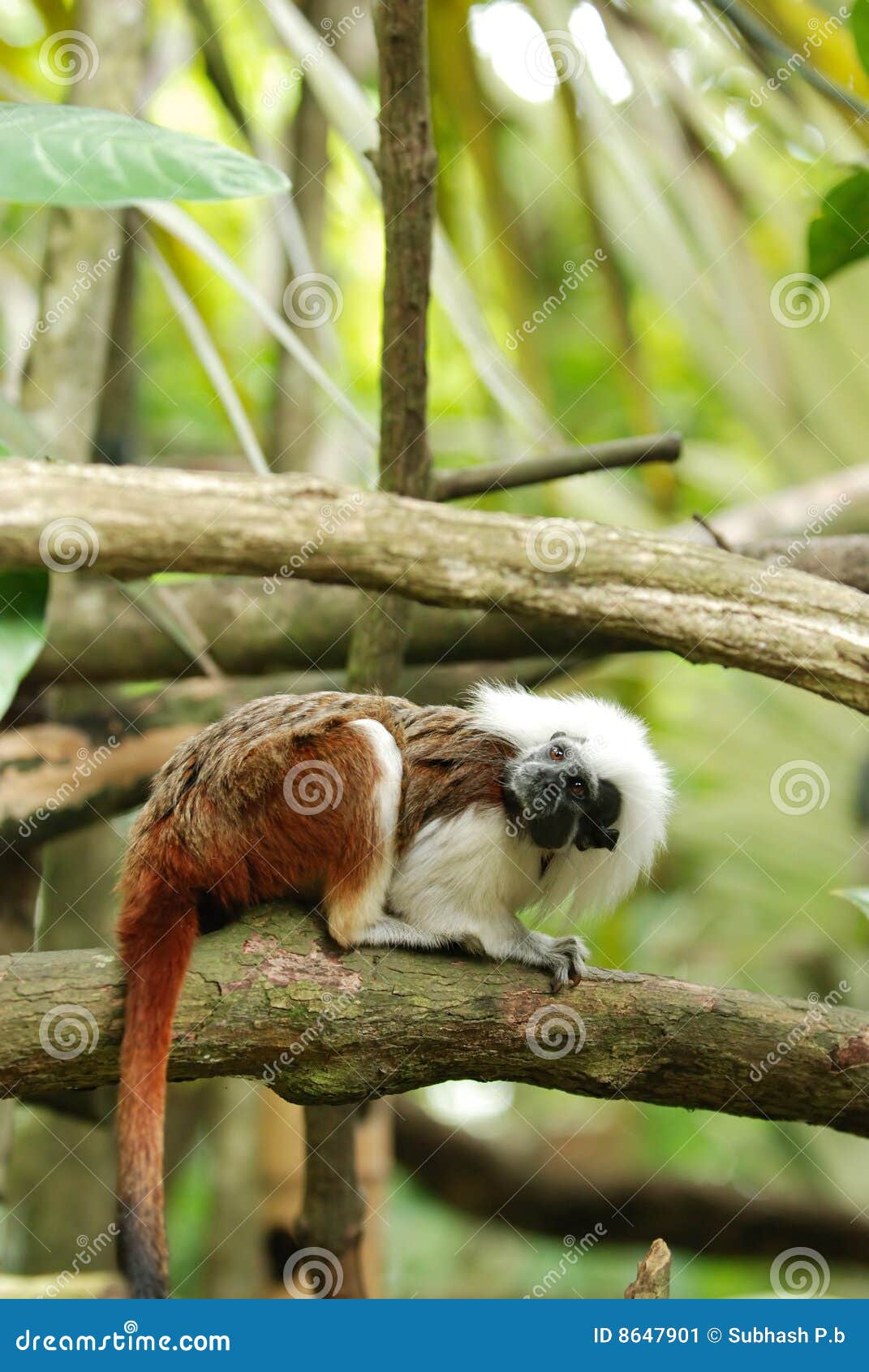 Cotton top tamarin monkey stock image. Image of primates - 8647901
