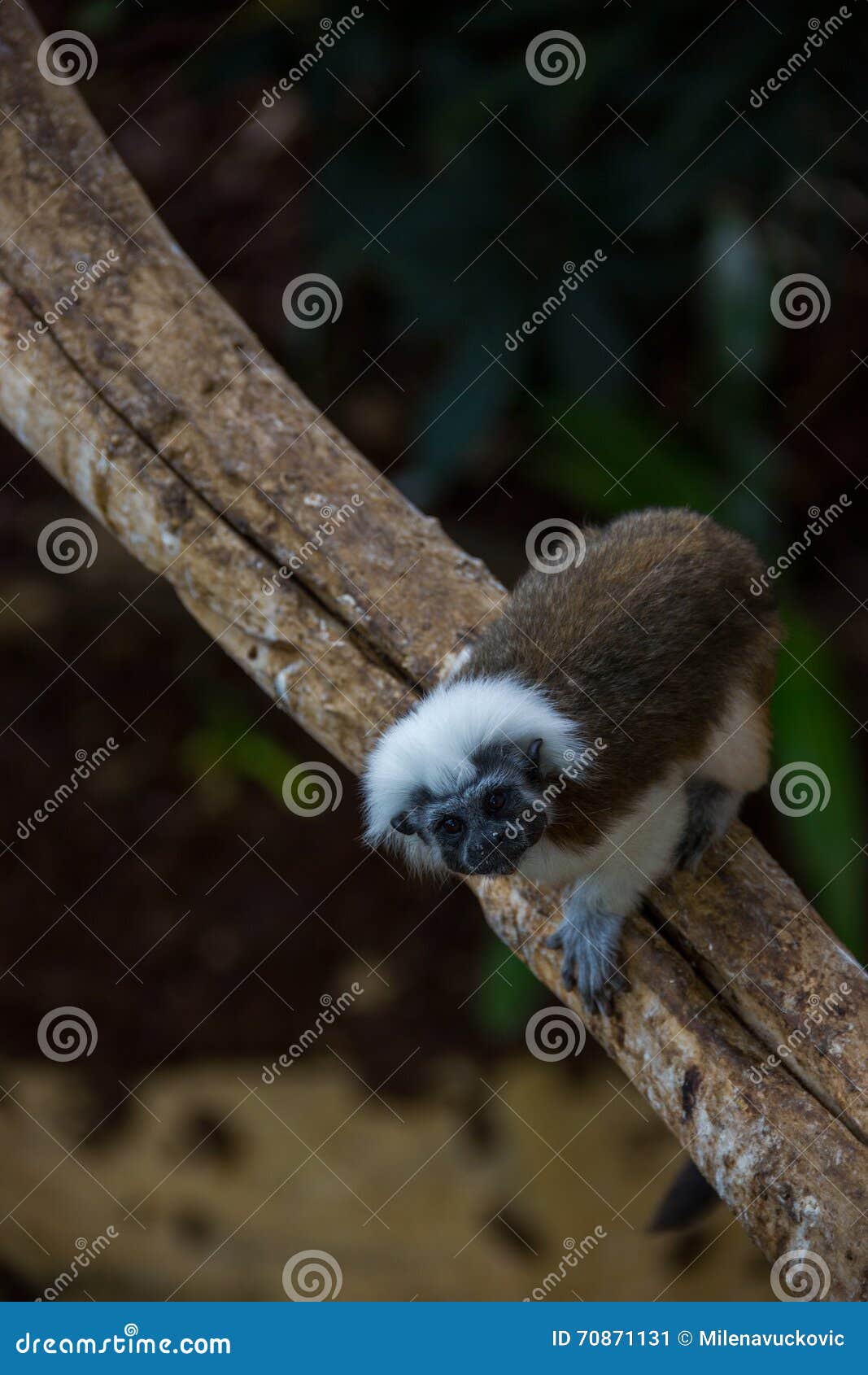 Cotton-top Tamarin monkey stock image. Image of family - 70871131