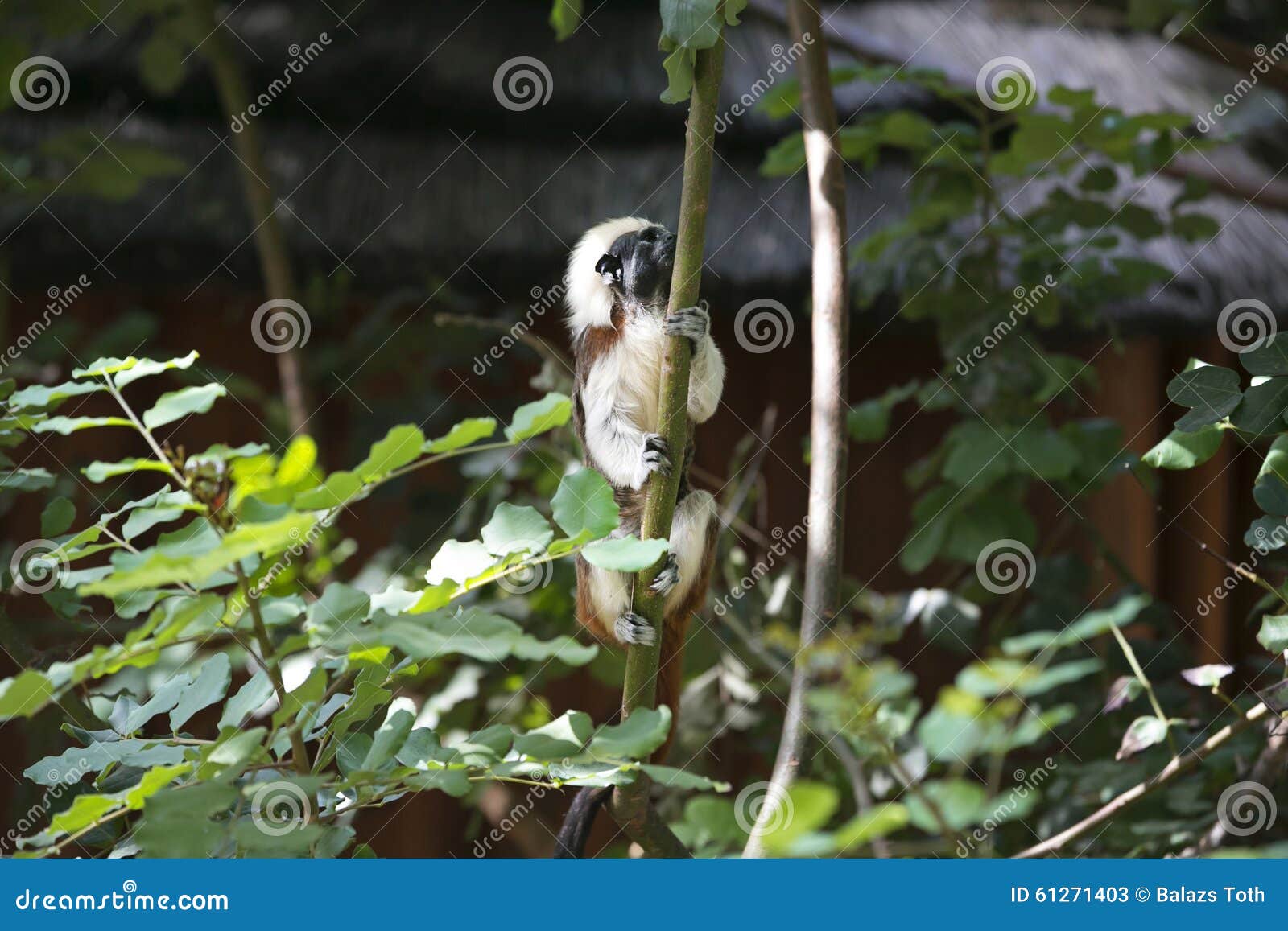 Cotton-headed Tamarin In Interaction With Small Baby Tamarin. Saguinus ...