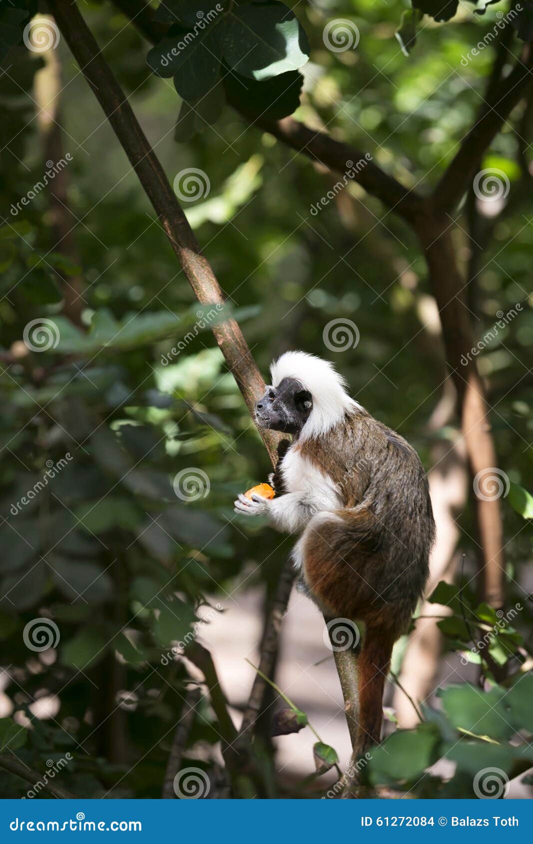 Cotton-top Tamarin Monkey stock photo. Image of fluffy - 61272084
