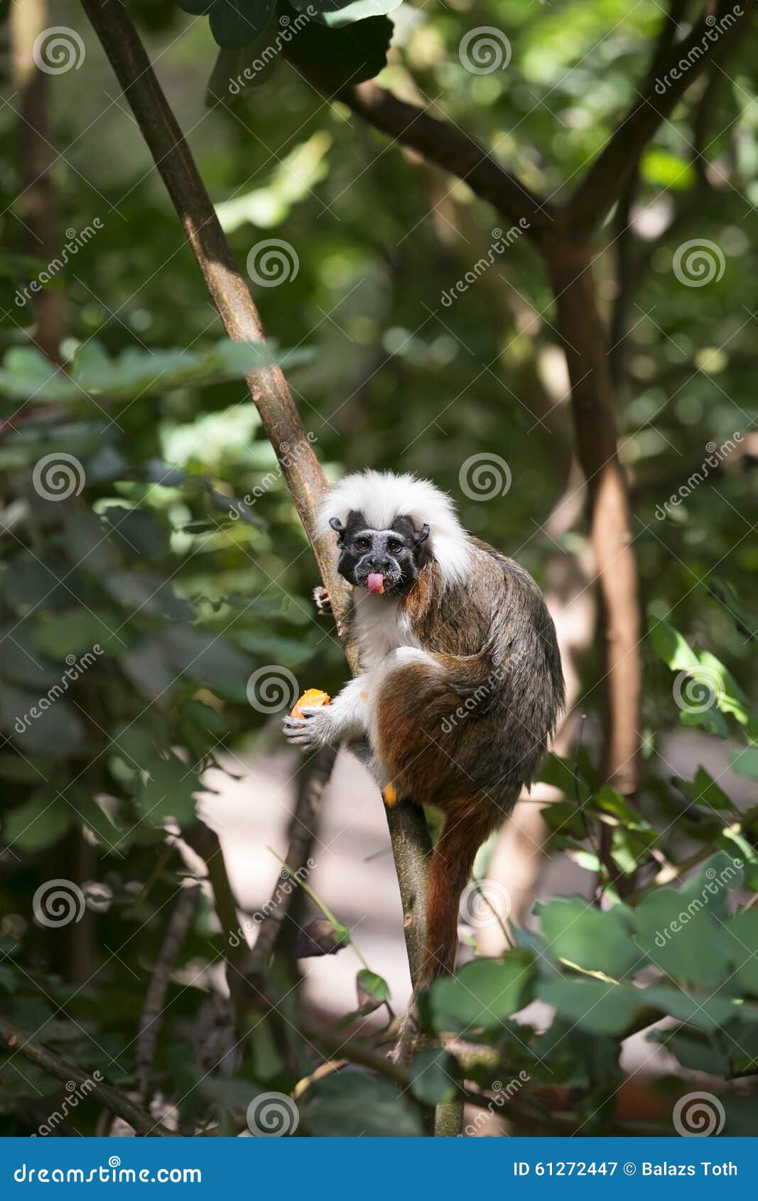 Cotton-top Tamarin Monkey stock image. Image of saguinus - 61272447