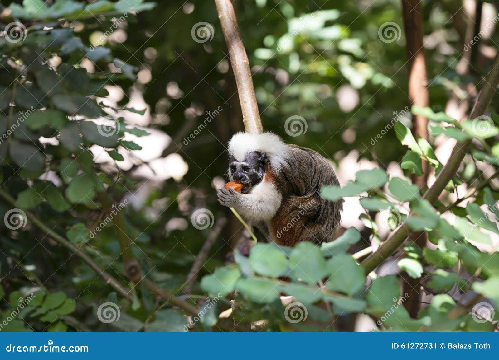 Cotton Headed Tamarin Monkey Walking Over A Branch A Rare And Critical ...