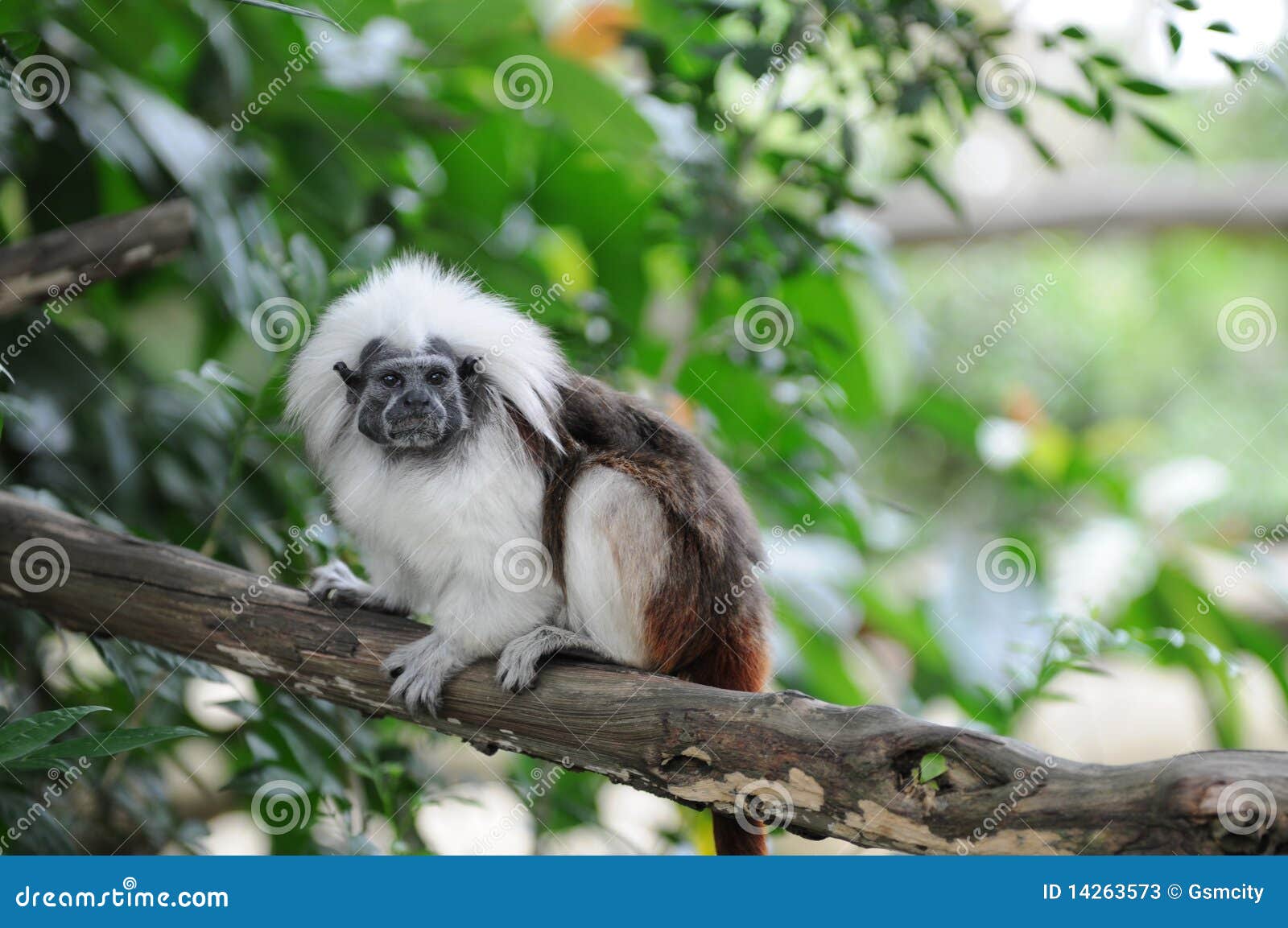Cotton Top Tamarin Monkey (Saguinus Oedipus) Stock Image - Image of ...