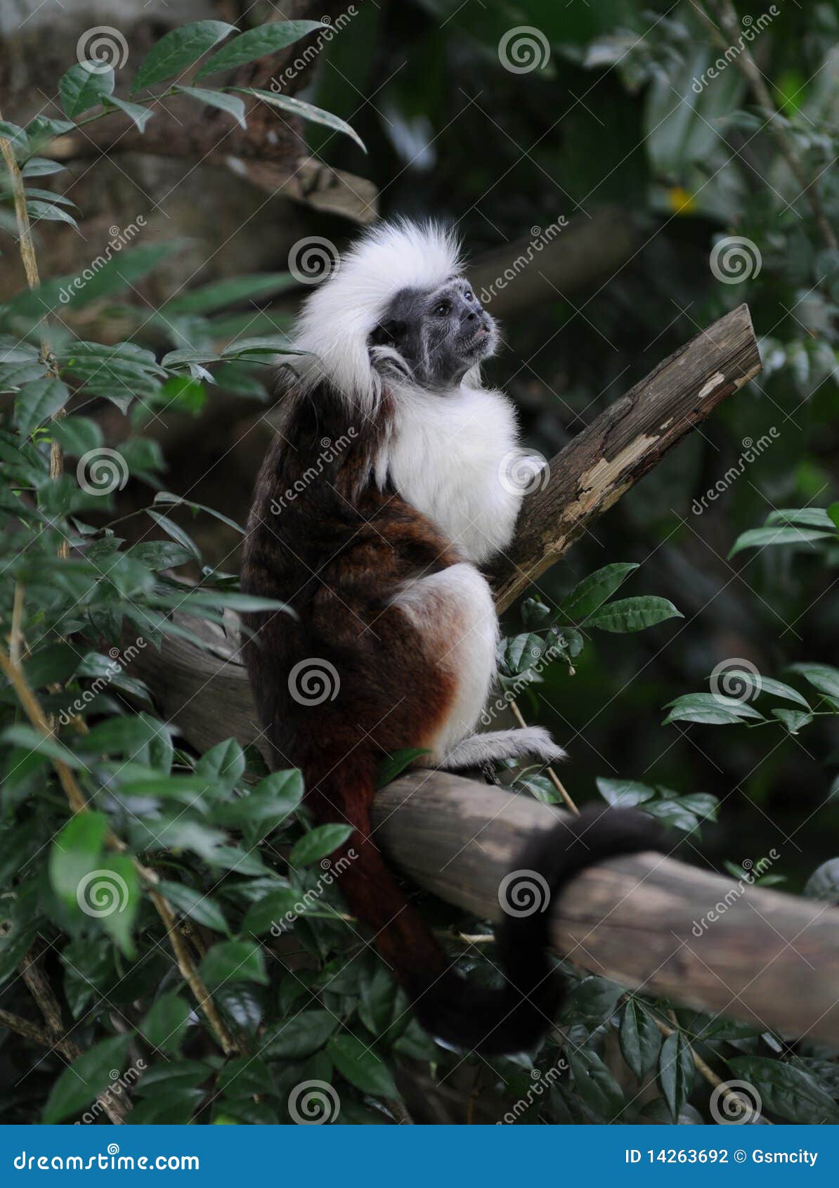 Cotton Top Tamarin Monkey (Saguinus Oedipus) Stock Photo - Image of ...