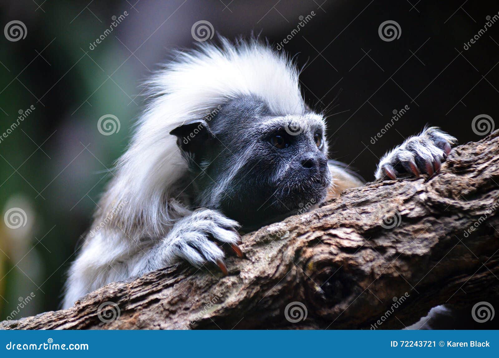 Cotton top Tamarin Monkey stock image. Image of mane - 72243721