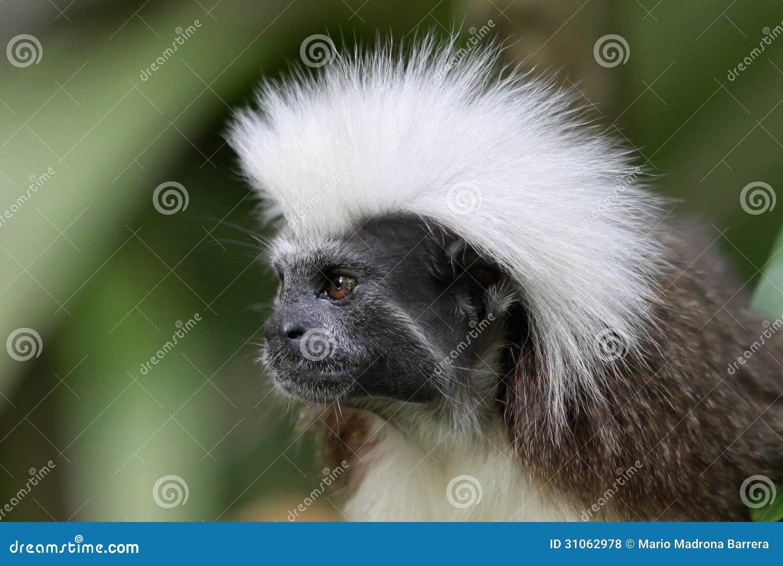 Cotton-top Tamarin, Saguinus Oedipus - Small New World Monkey Sitting ...