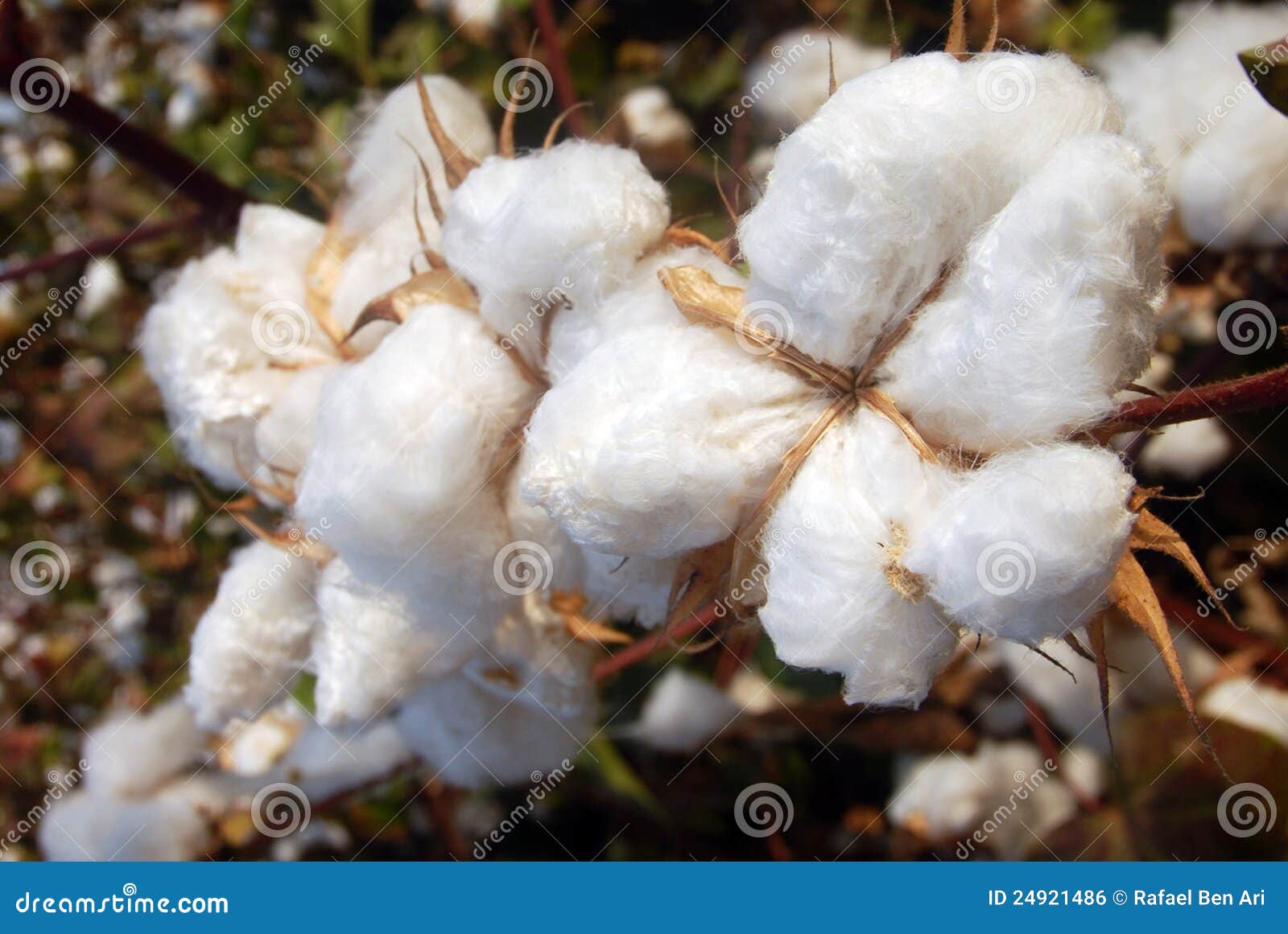 Cotton Tree Stock Photo | CartoonDealer.com #24921486