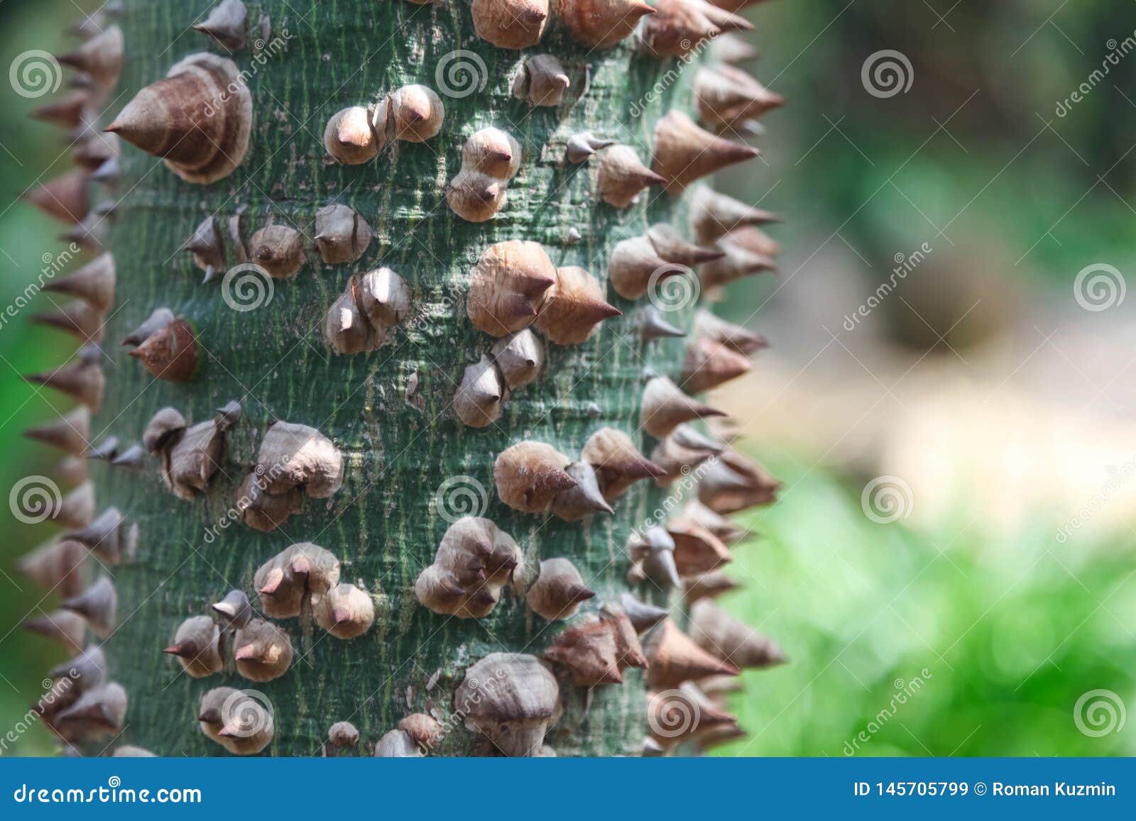 The Prickly Trunk Of A Tree Sandbox Tree Of Tropical Forests. Green ...