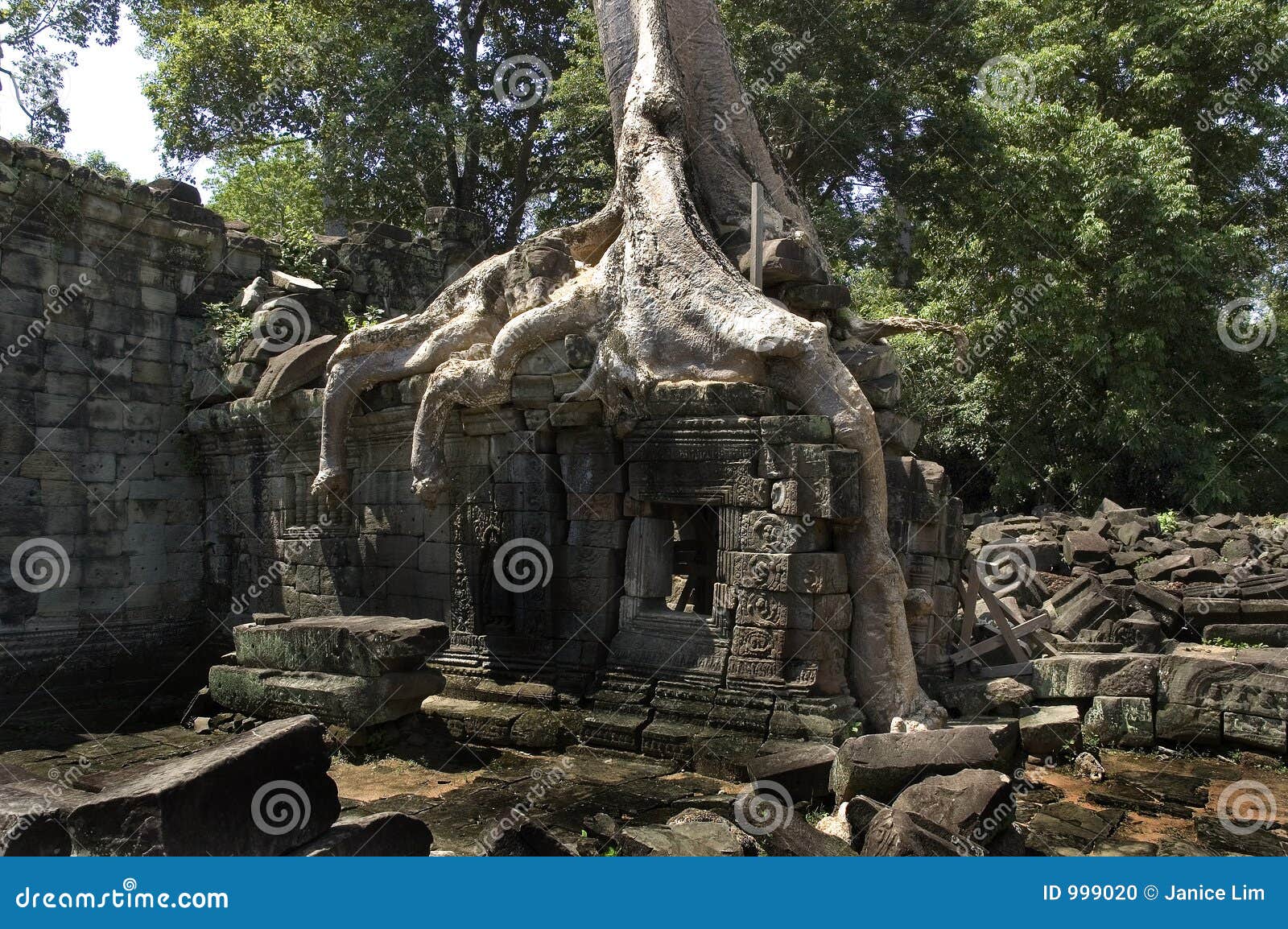 Cotton Tree Roots Covering a Structure Stock Photo - Image of hindu ...