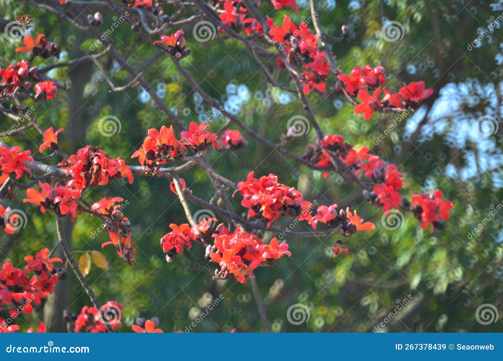 Cotton Tree Seen in HK with Flowers Which Bloom Stock Image - Image of ...
