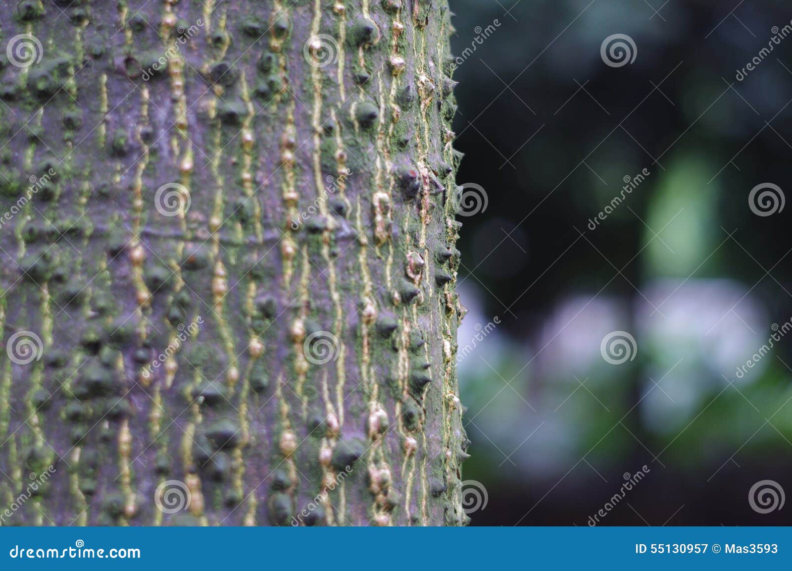 Cotton tree stock image. Image of tree, darkness, sharp - 55130957