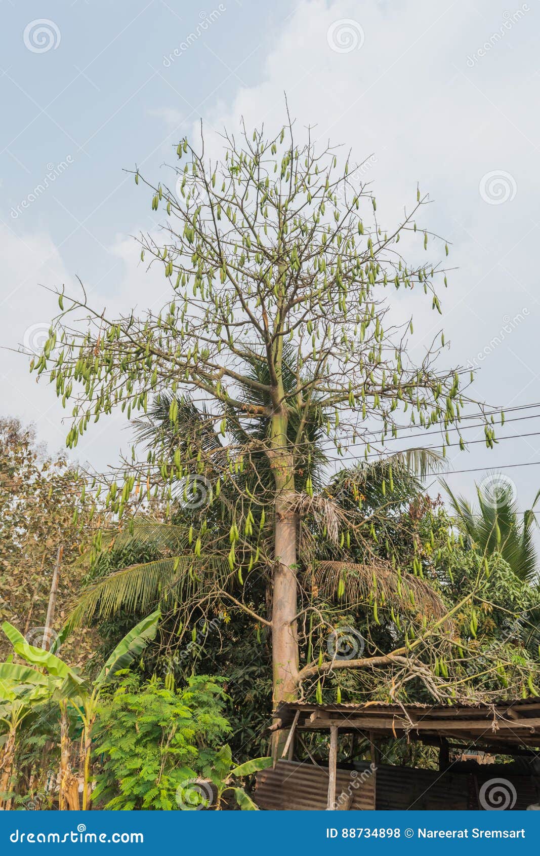 Cotton tree stock photo. Image of white, cotton, tree - 88734898