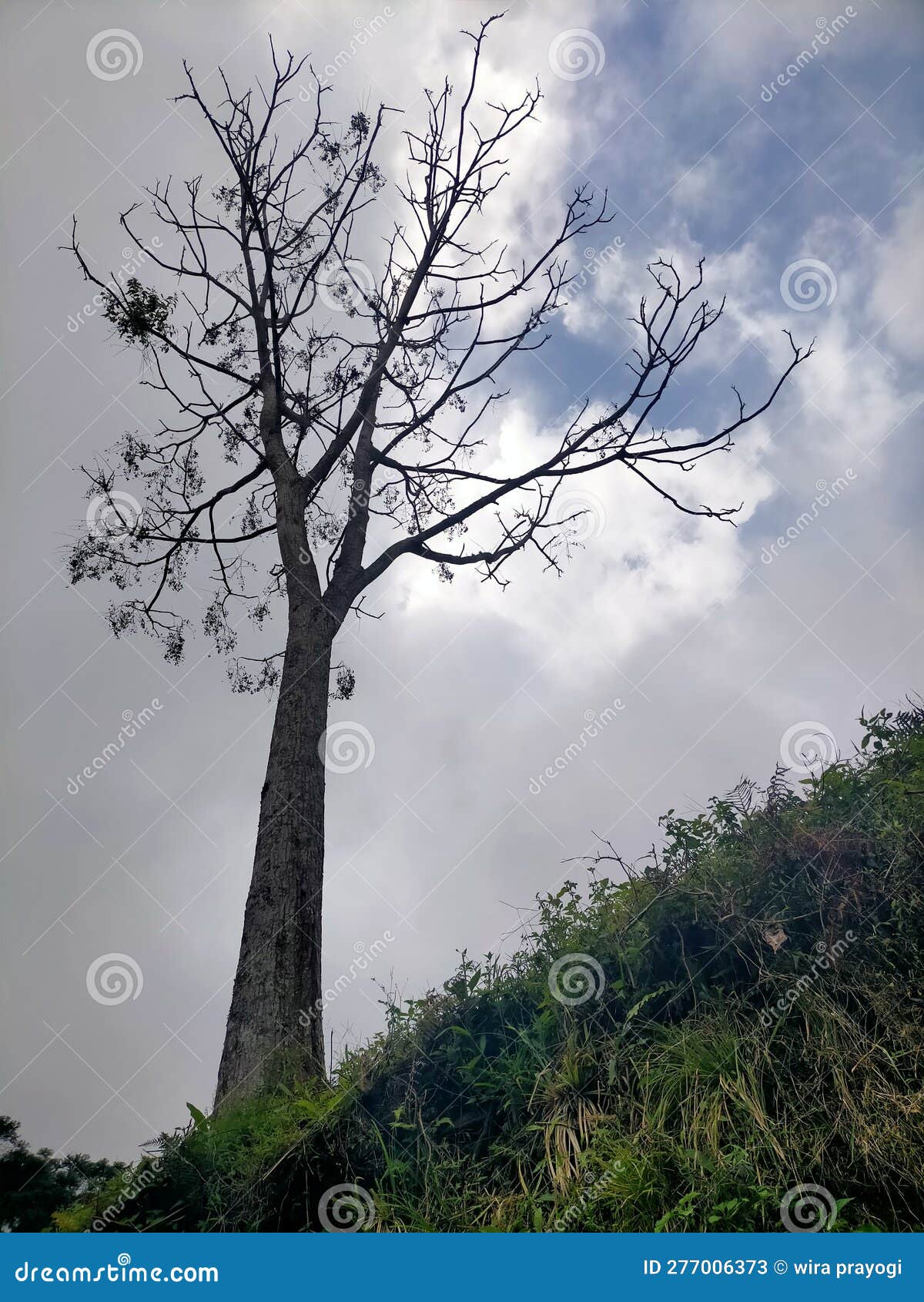 Cotton Trees Growing on Sloping Land Contours Stock Image - Image of ...