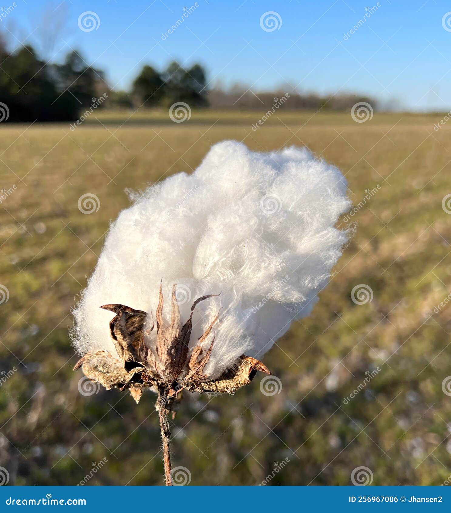Tuft of Cotton in a Agricultural Field Stock Photo - Image of south ...