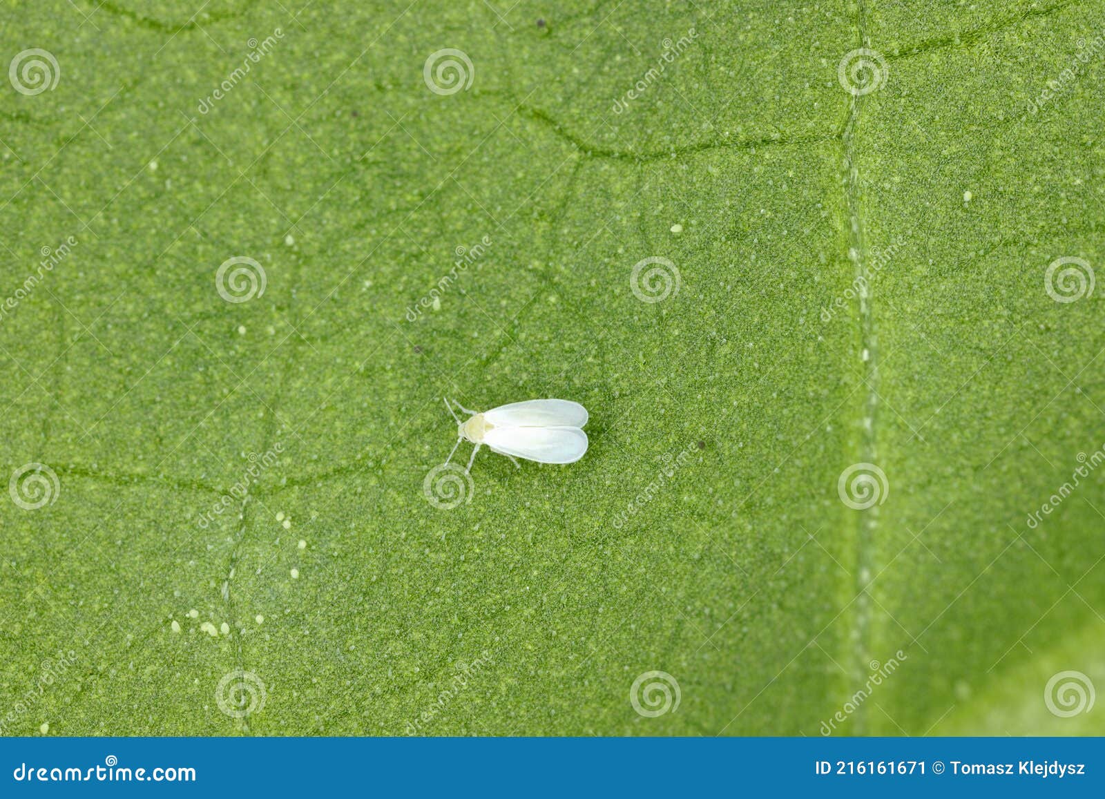 The Glasshouse Whitefly Or Greenhouse Whitefly - Trialeurodes ...