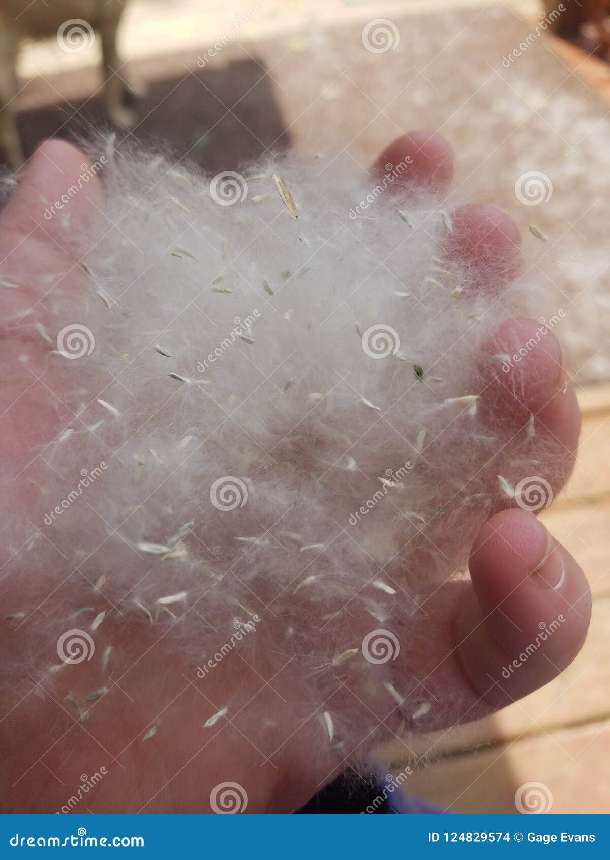 Cotton wood seeds stock photo. Image of wood, seeds - 124829574