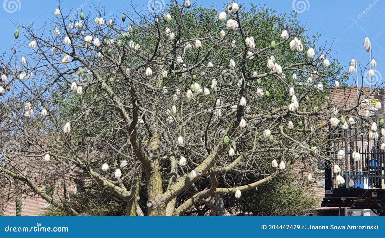 Cotton wool tree stock image. Image of cotton, afeica - 304447429