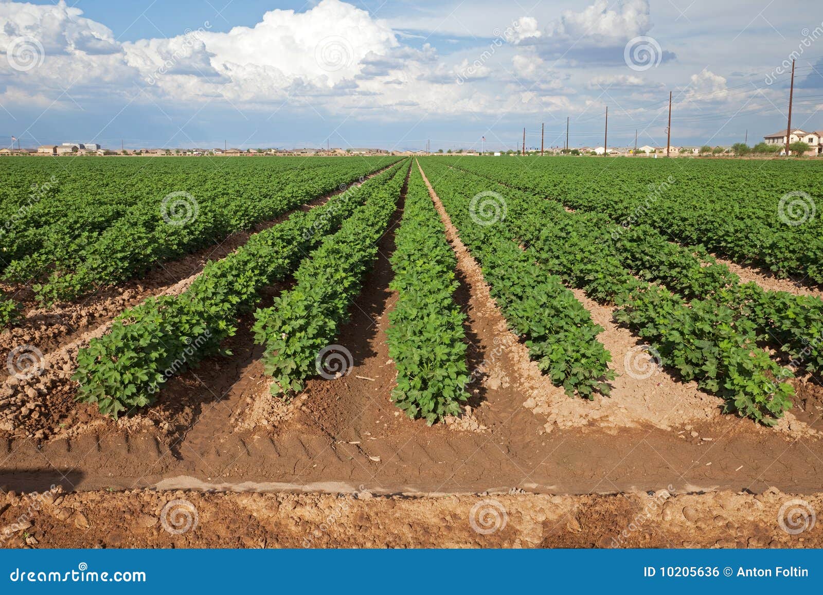 Cottonfield stock photo. Image of water, field, channel - 10205636
